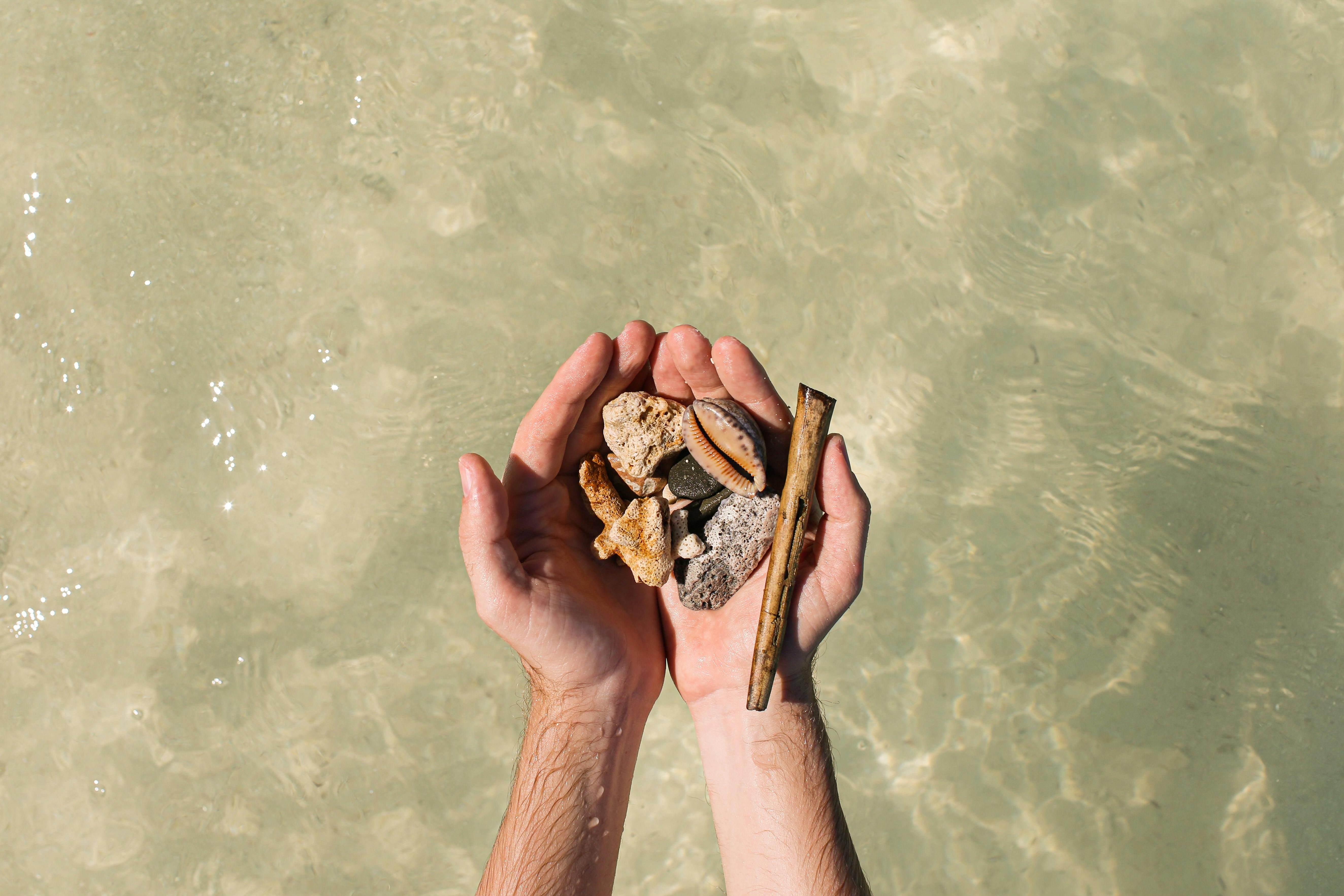 Person Holding Brown and White Seashell · Free Stock Photo