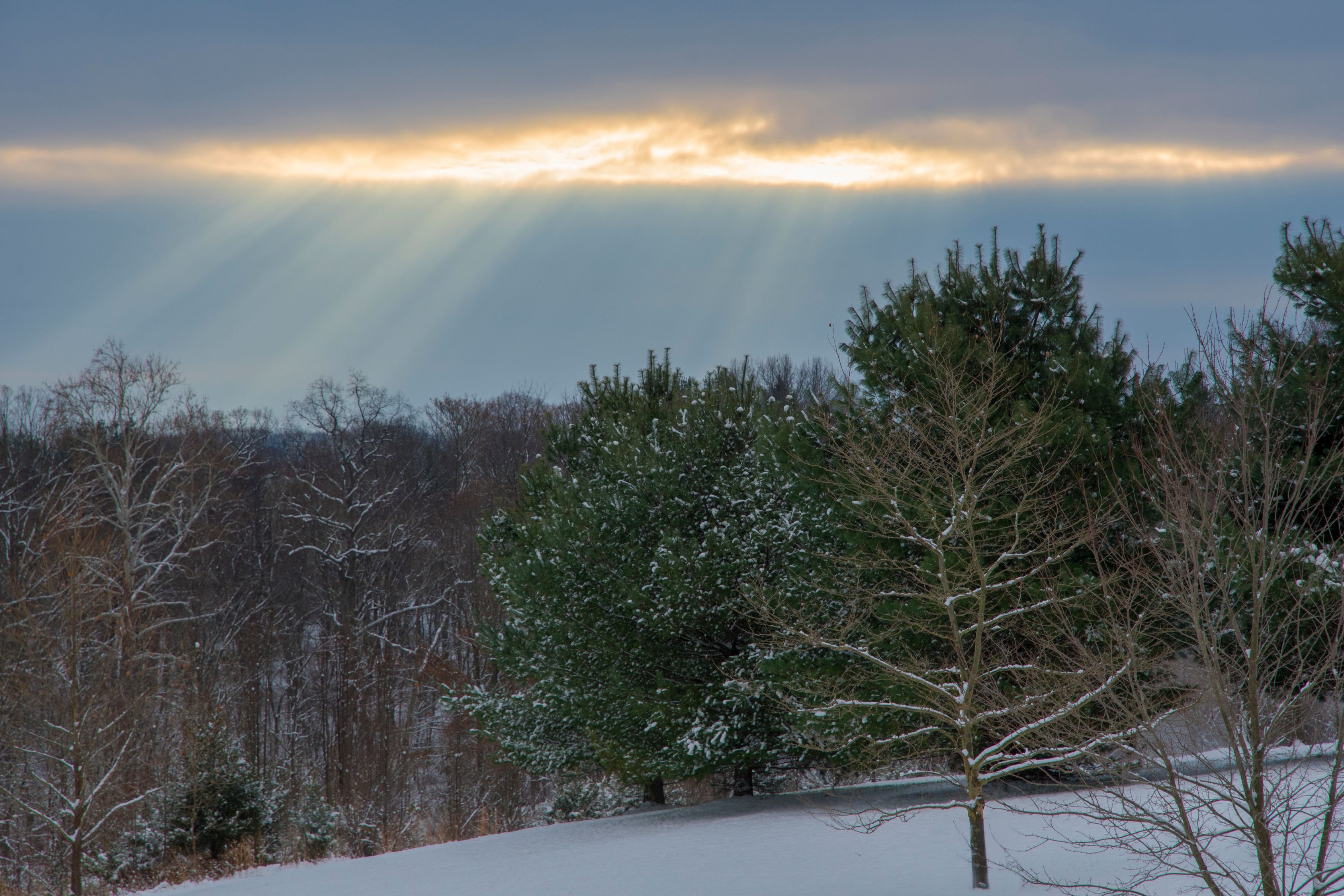 Landscape Photography Of Snowy Forest Free Stock Photo landscape-photography-of-snowy-forest-free-stock-photo