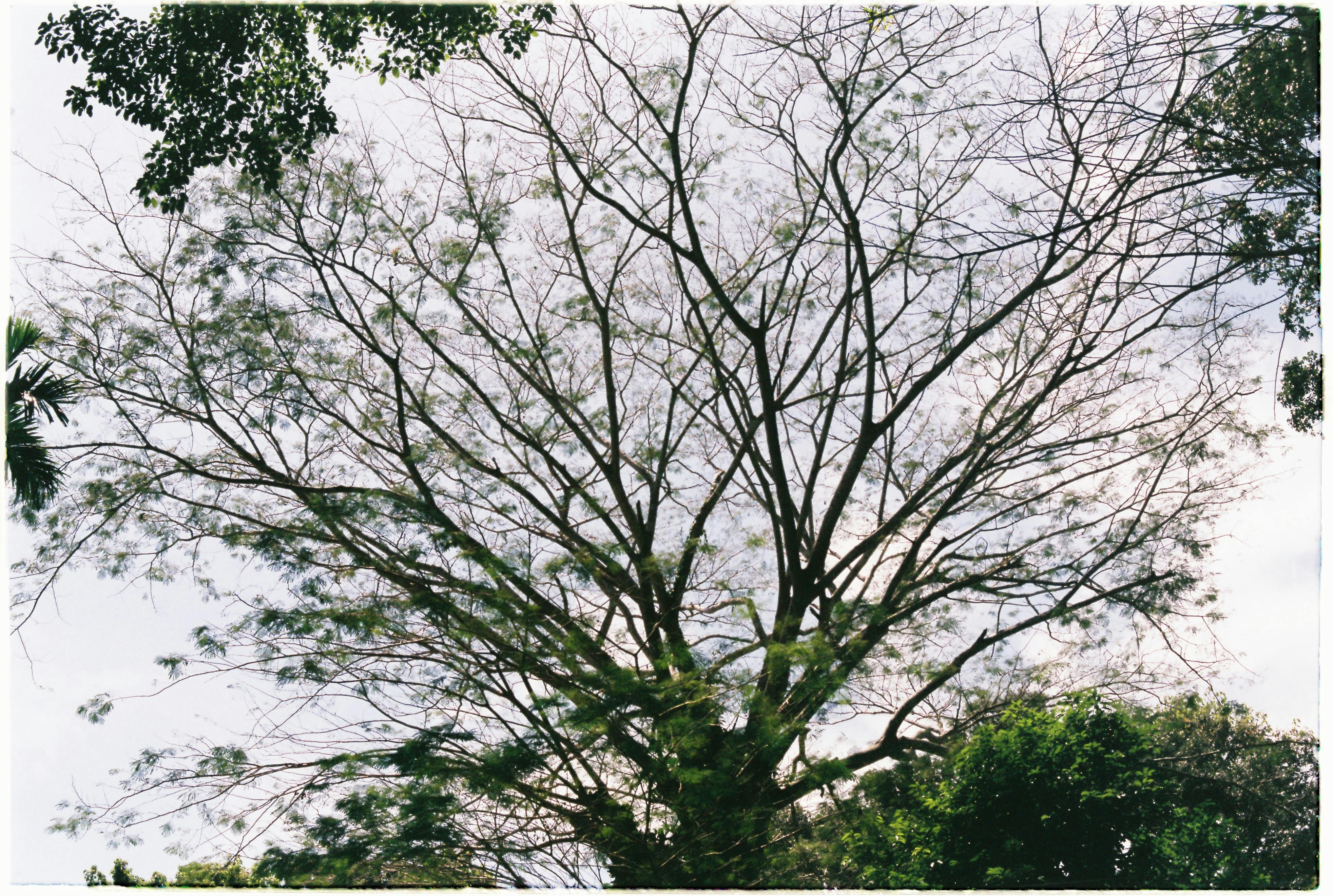 Photograph of a Tree with Long Branches · Free Stock Photo