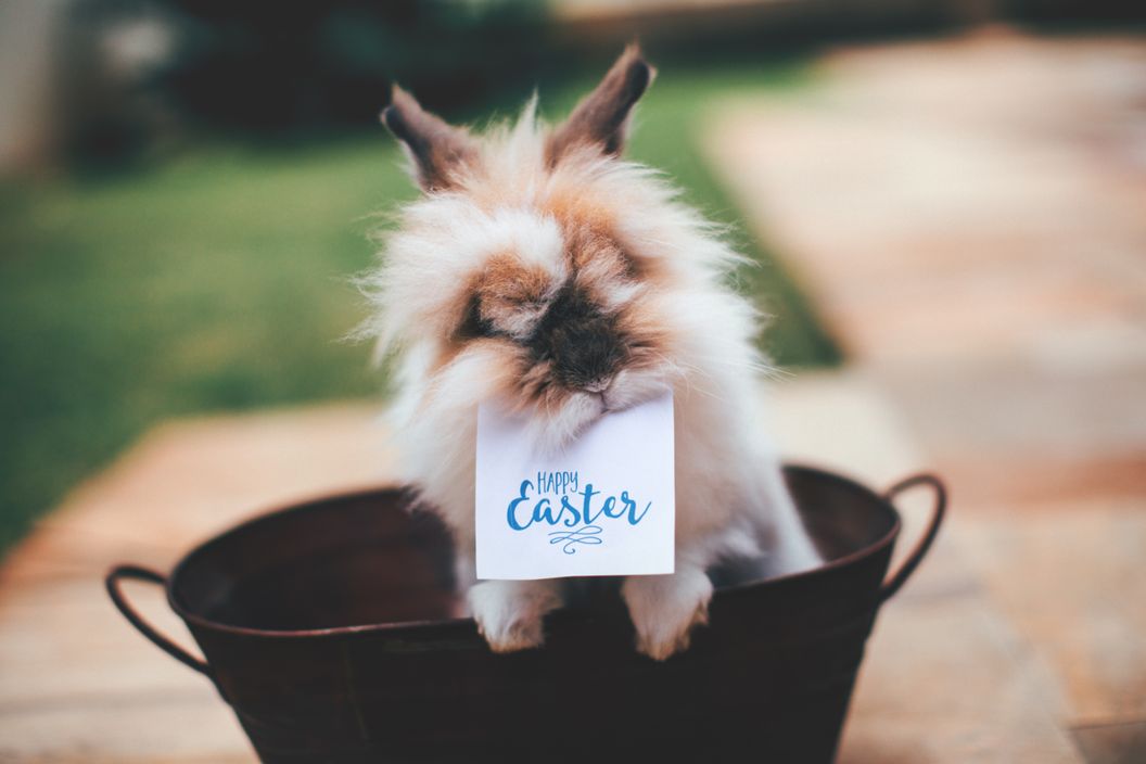 What Color Is the Easter Bunny? [Comprehensive Answer] - CGAA.org