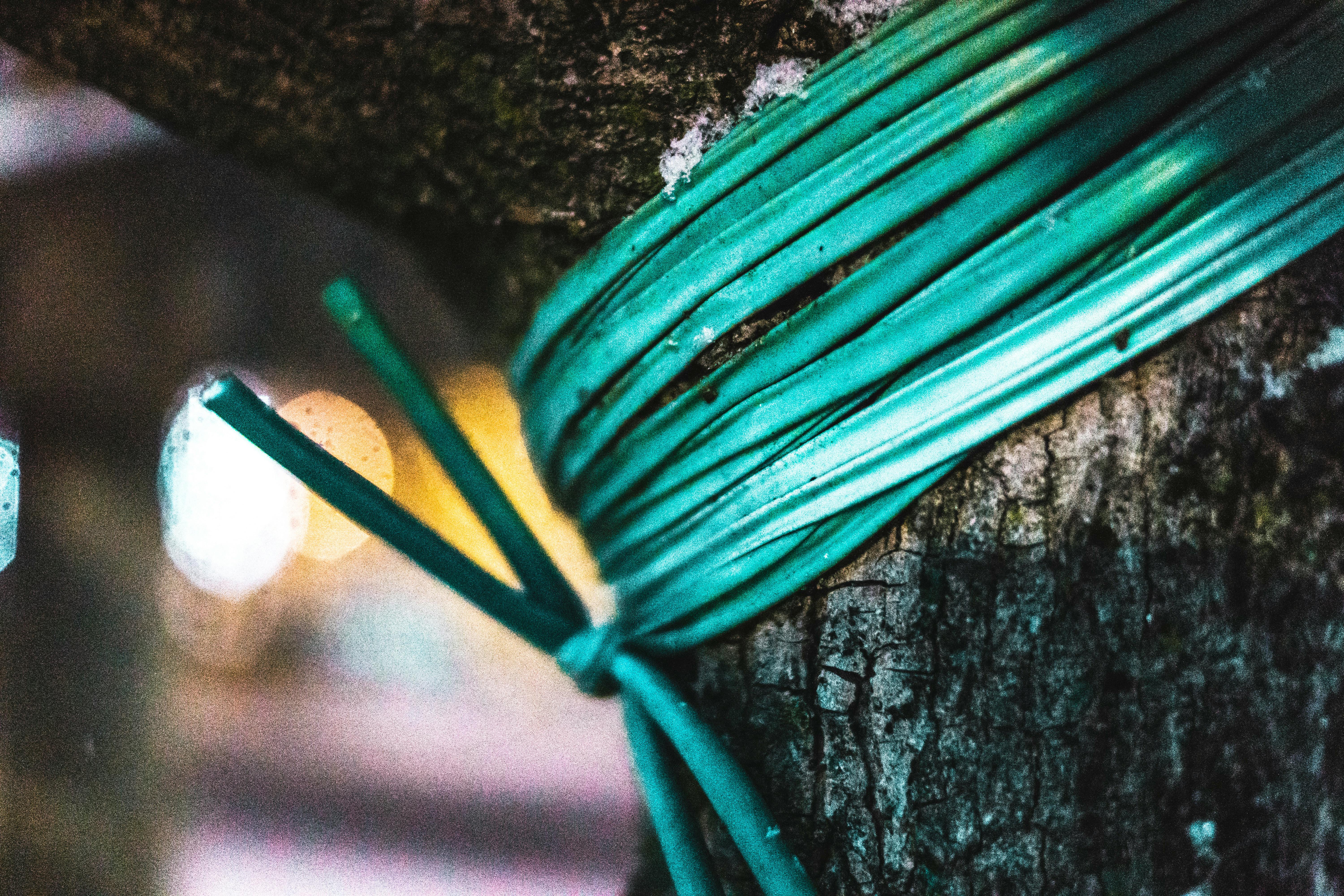 Green Rope Tied on Tree · Free Stock Photo