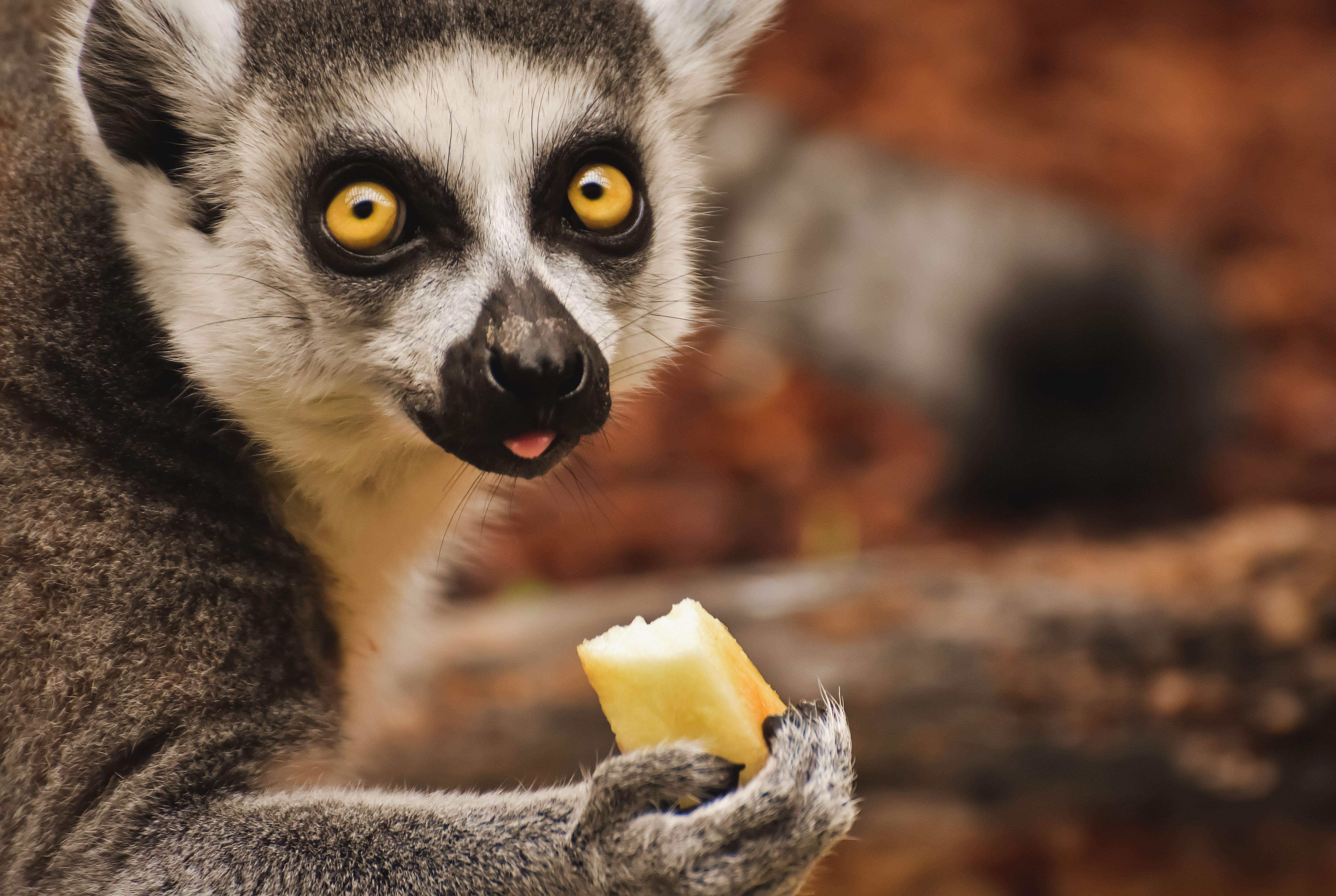 Lemur Eating Fruit · Free Stock Photo