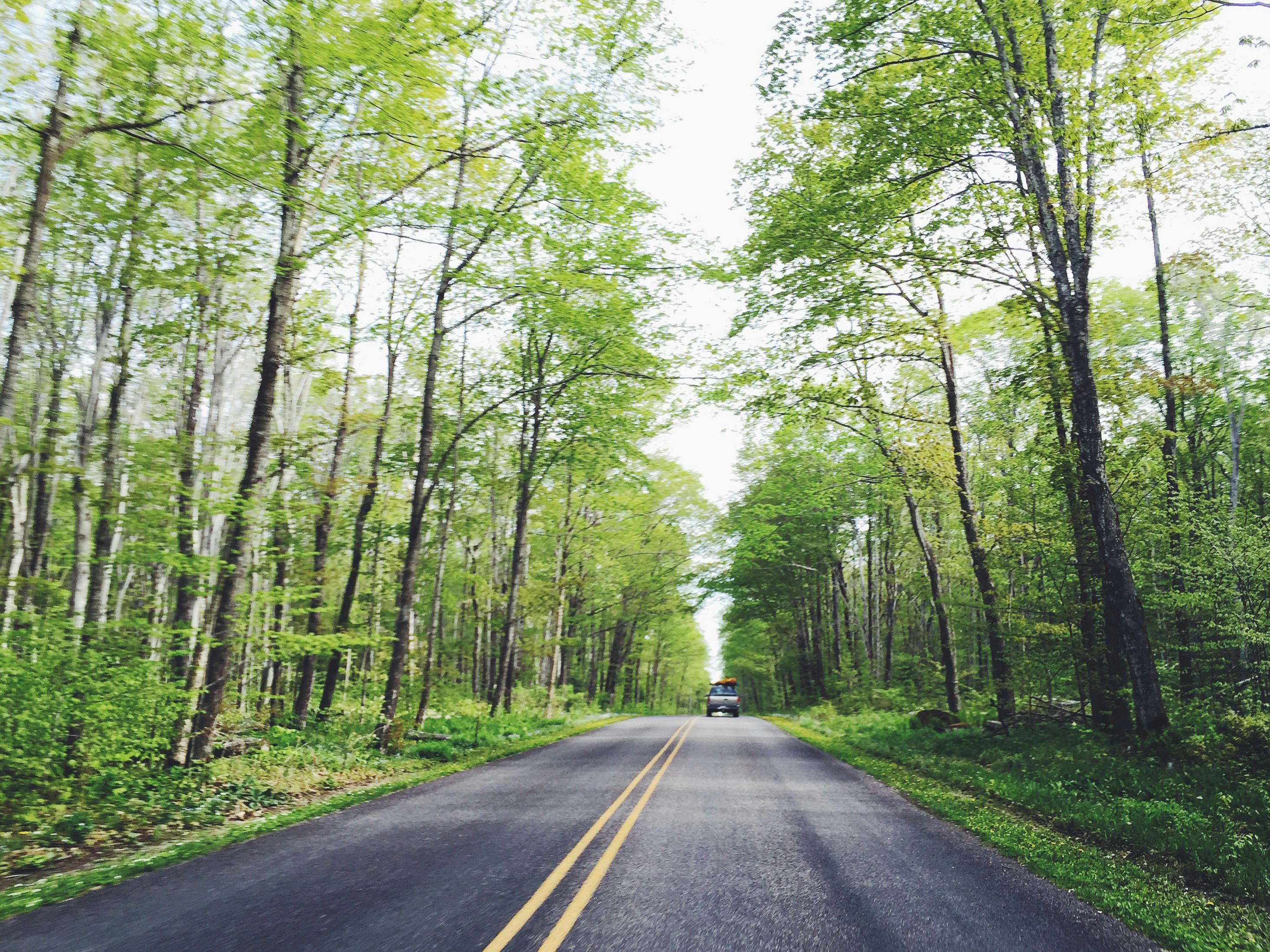 Free stock photo of forest, highway, road
