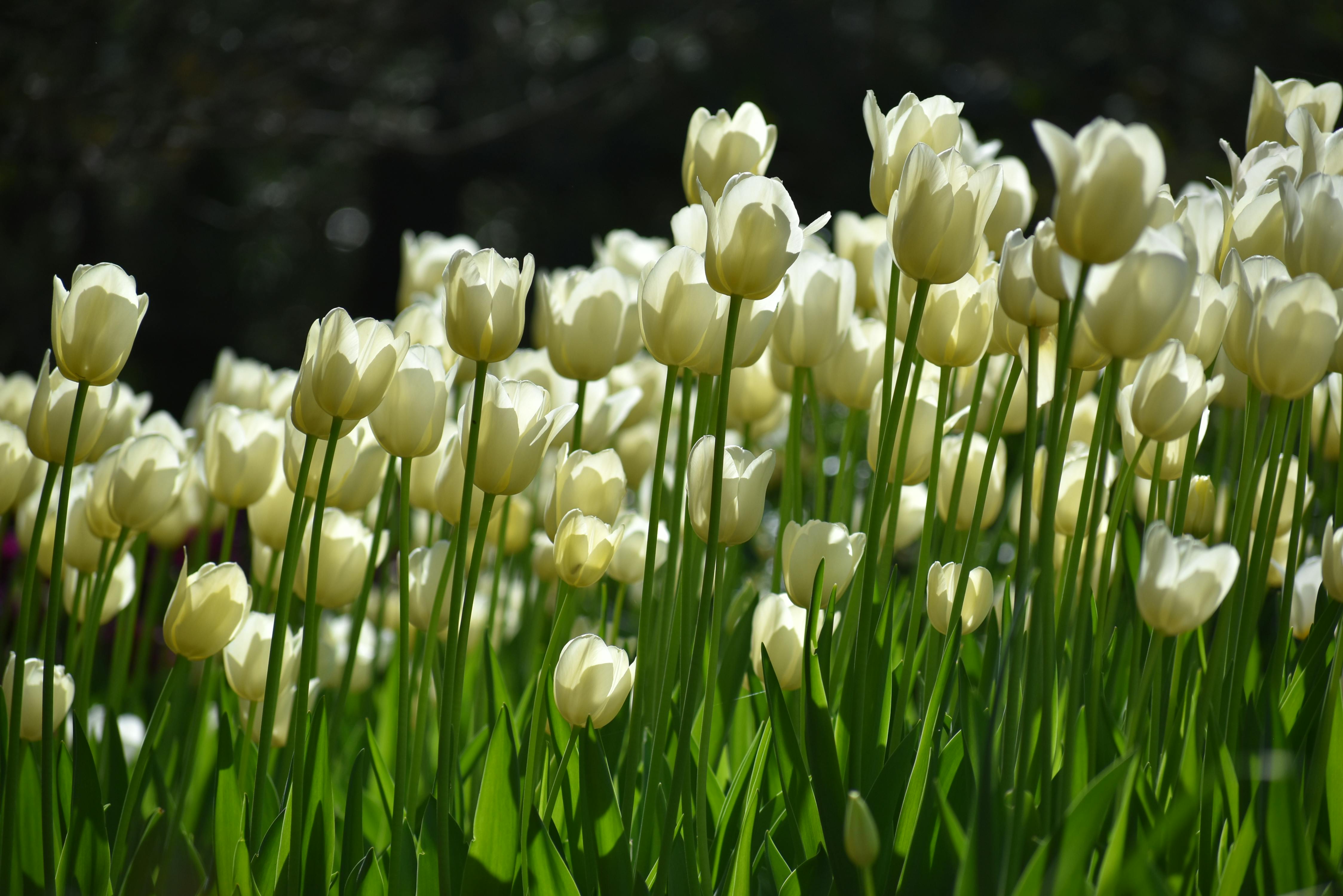 Photograph of White Tulips in Bloom · Free Stock Photo