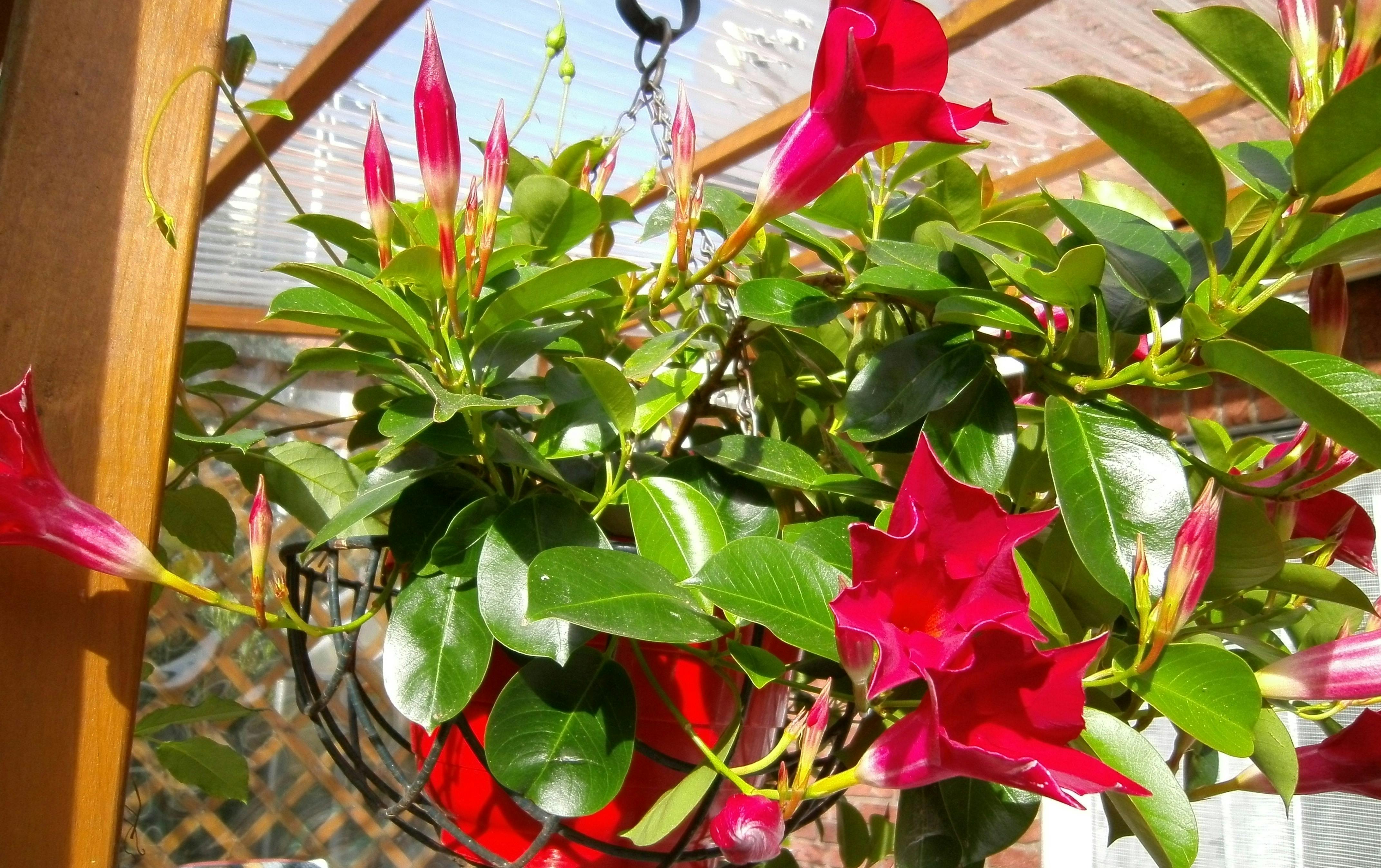 Mina-Marie Michell - 摄影