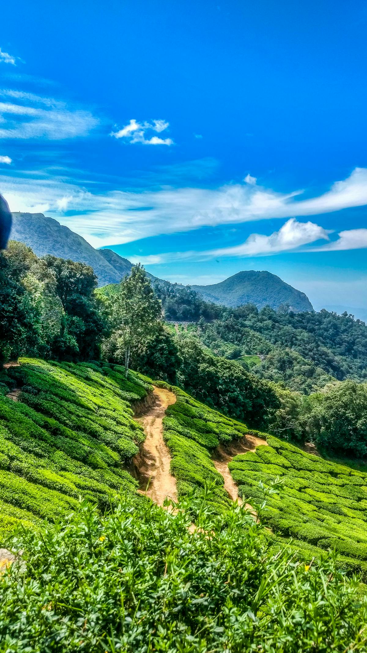 Munnar Kerala Photos, Download The BEST Free Munnar Kerala Stock Photos ...