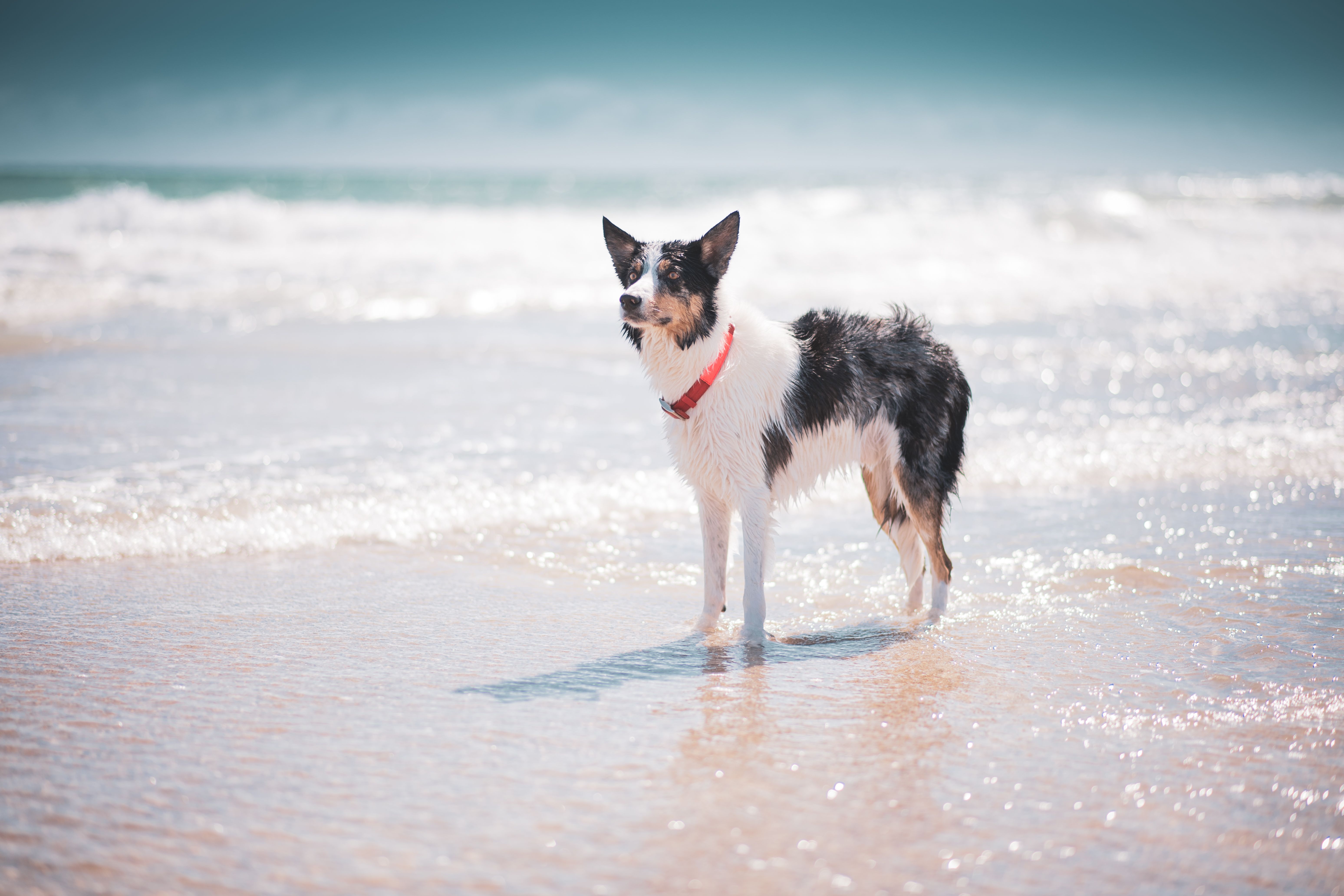 Dogs on Beach · Free Stock Photo