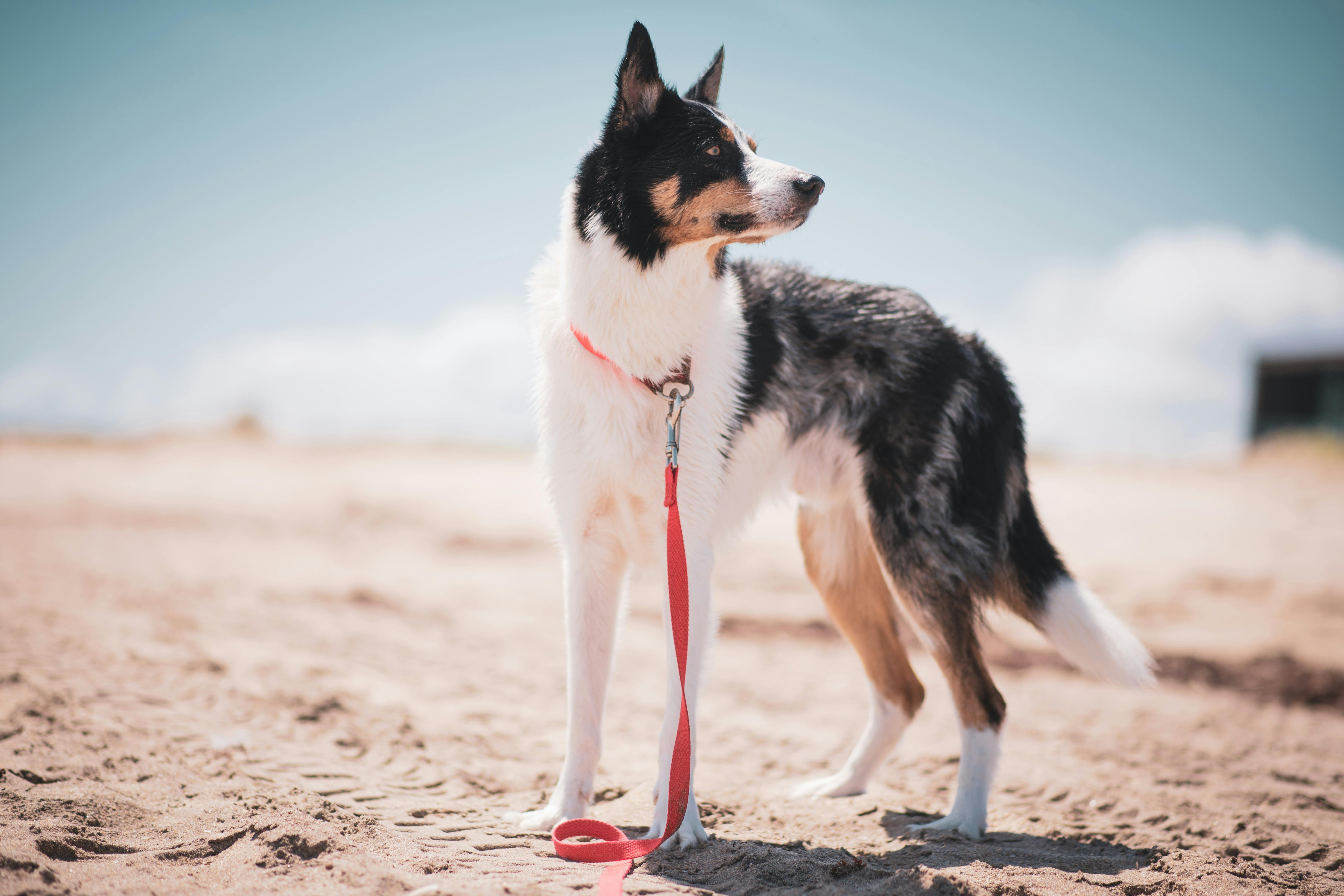 Black and White Short Coat Dog · Free Stock Photo
