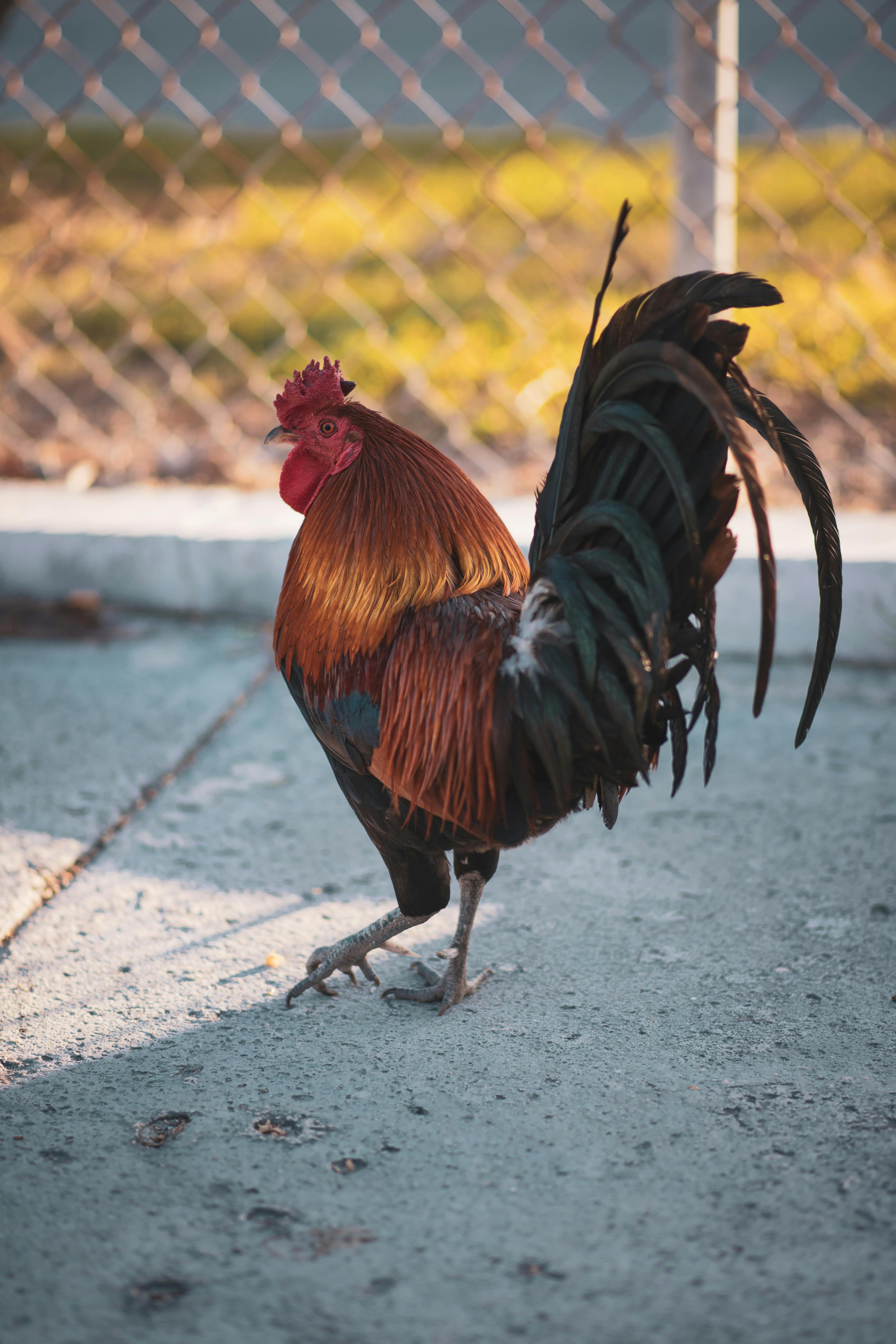 Red and Black Rooster on Green Grass · Free Stock Photo