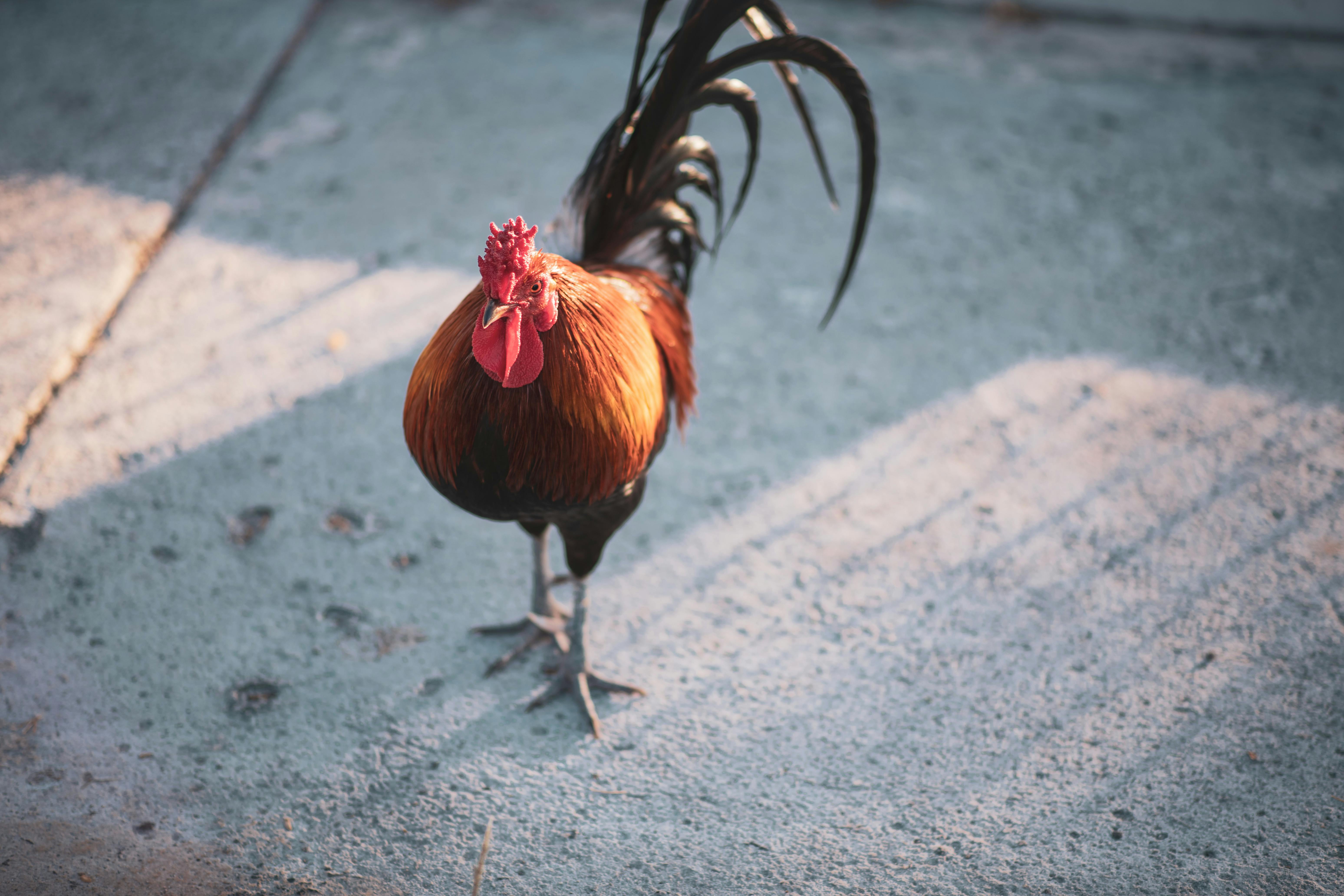 Rooster with Great Red Wattles and Comb · Free Stock Photo