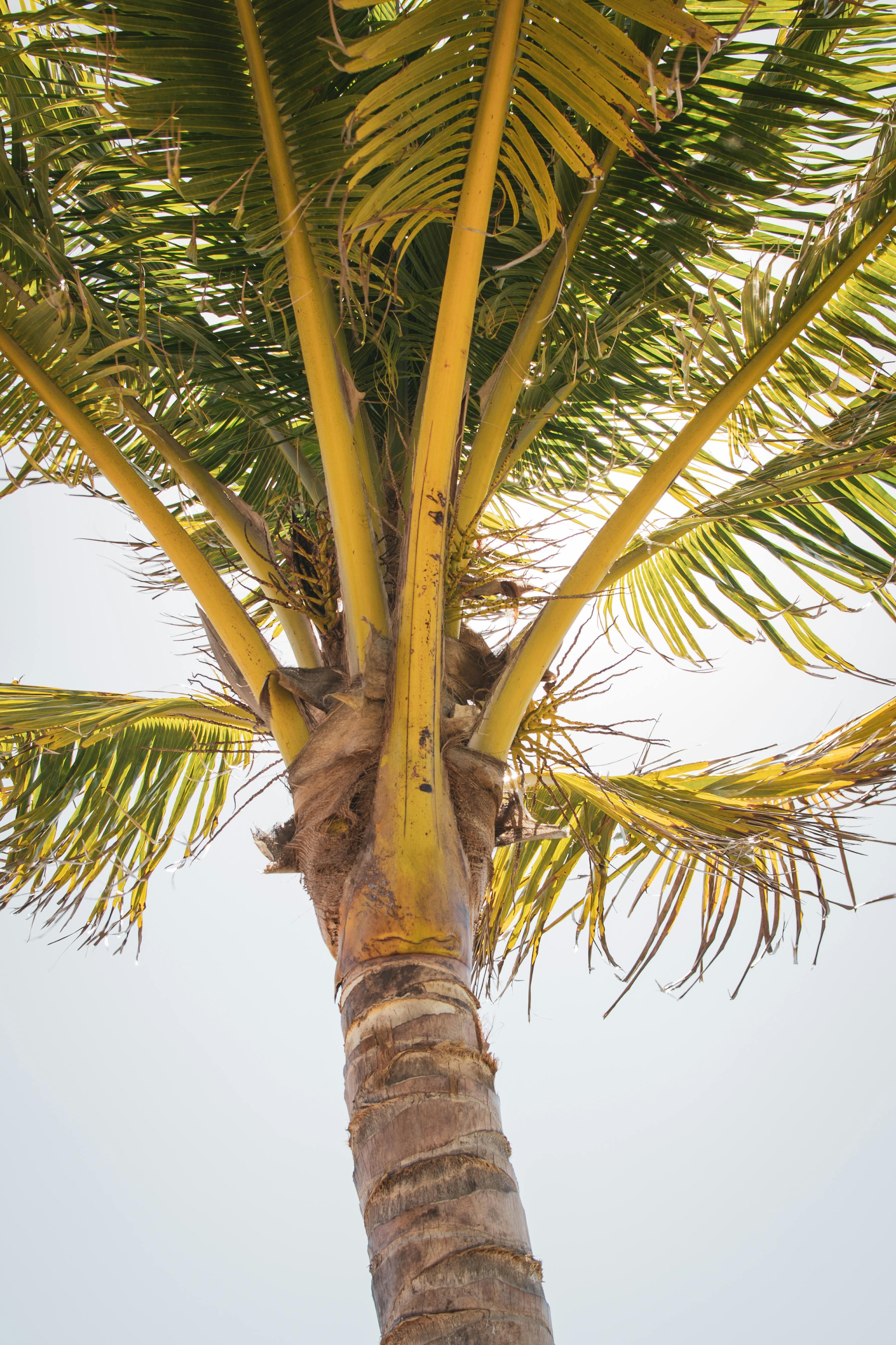 Photo of Coconut Tree During Daytime · Free Stock Photo