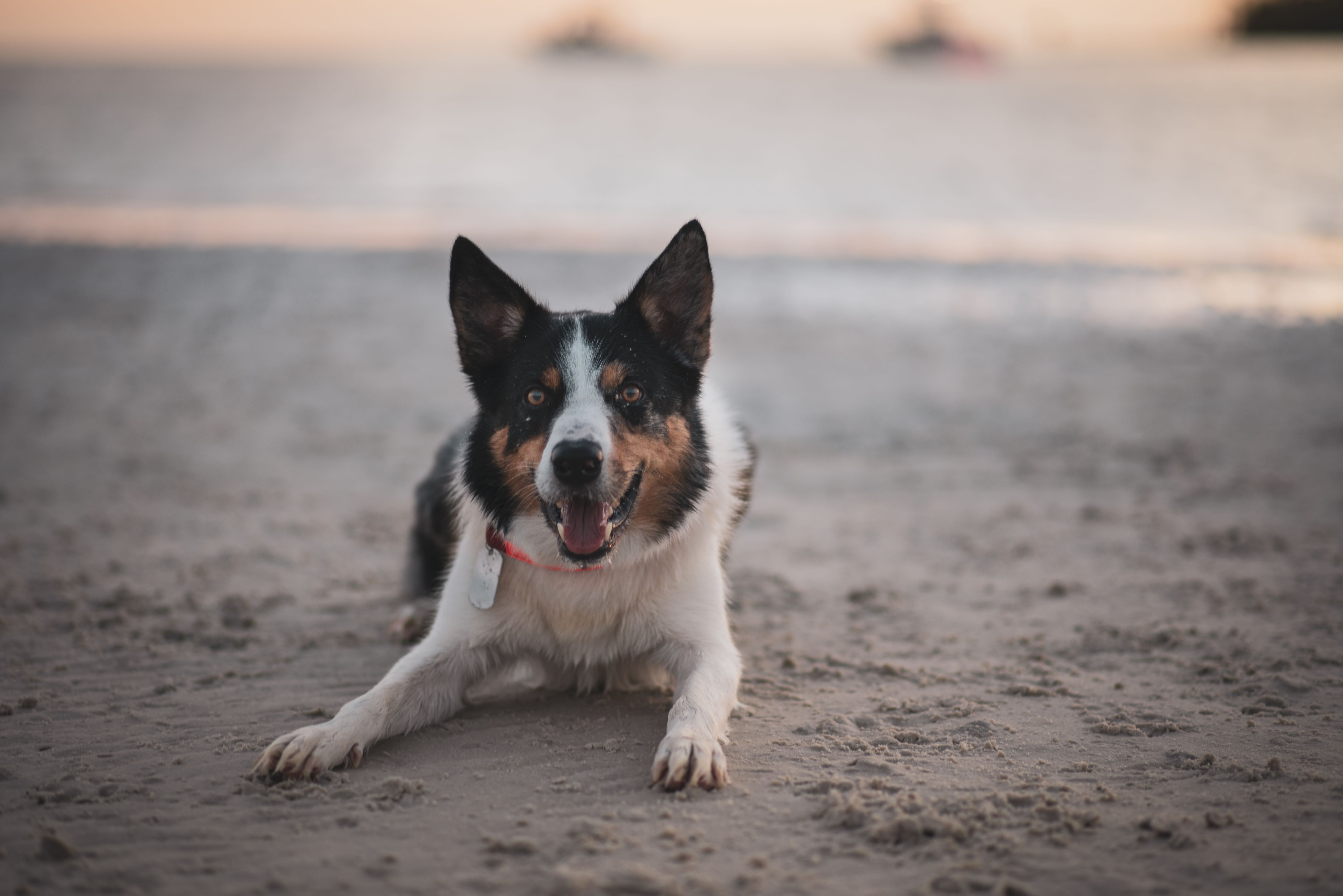 Overhead Shot of a Border Collie Lying Down · Free Stock Photo