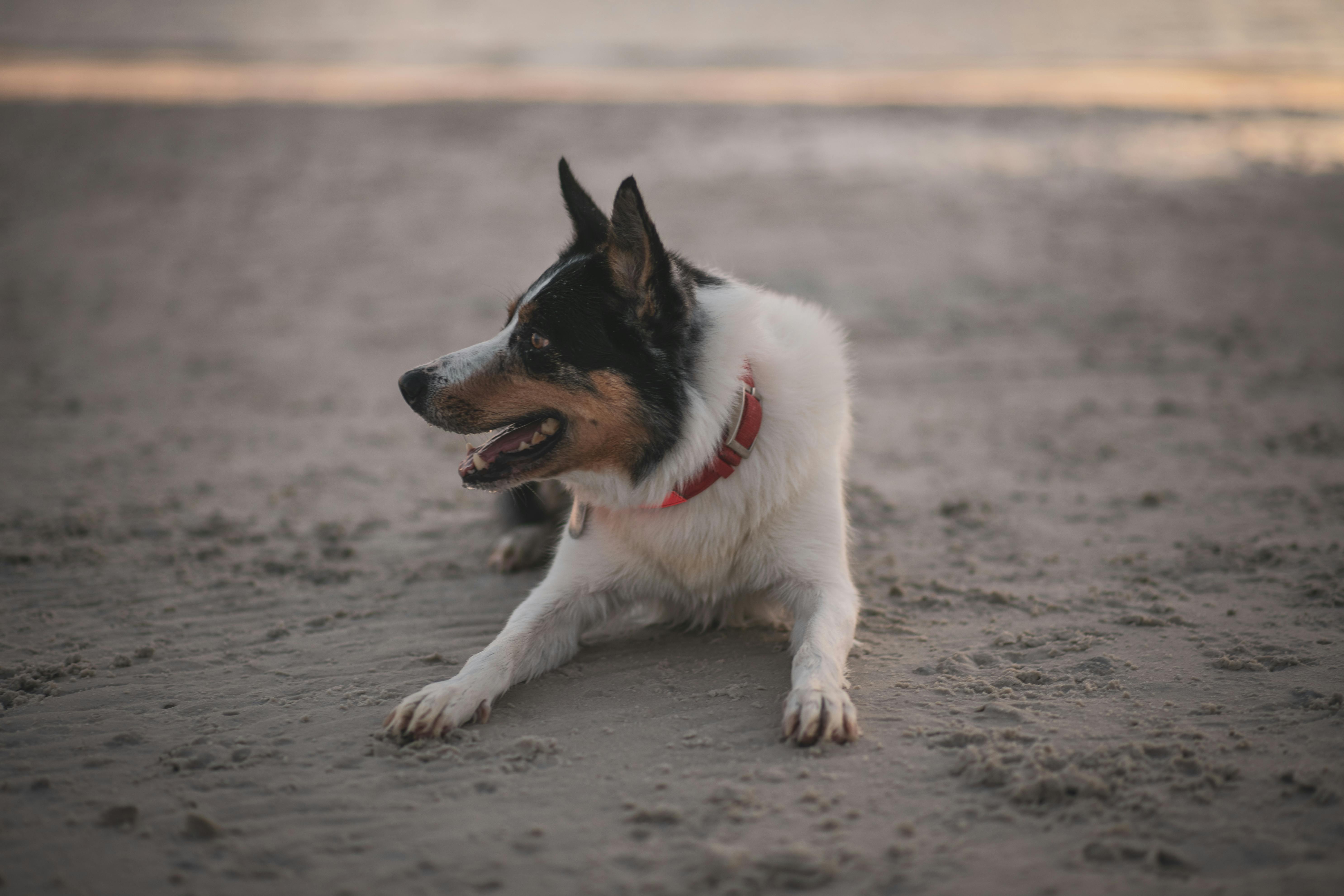 Photo of Dog Walking on Beach · Free Stock Photo