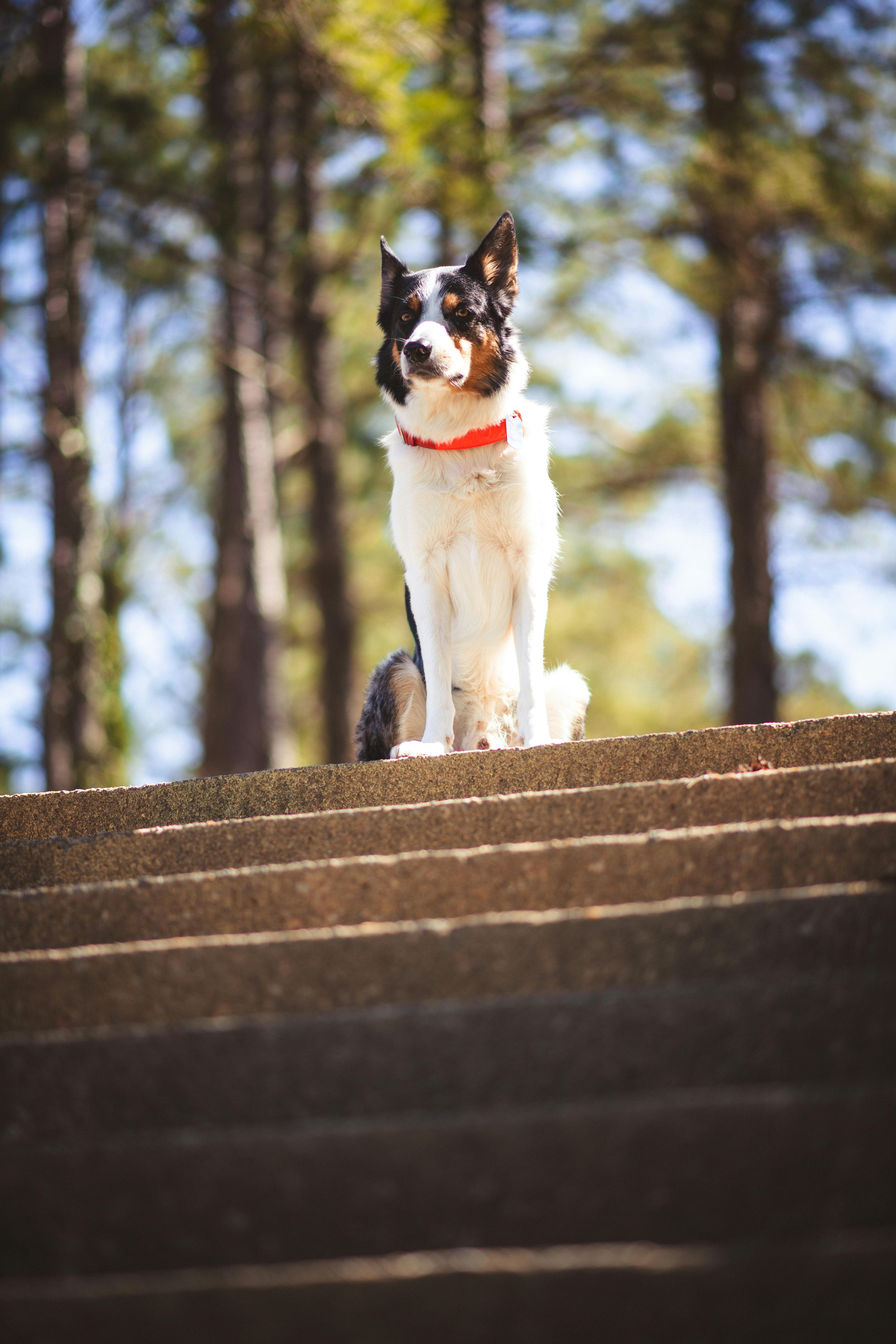 A Dog Sitting on the Stairs · Free Stock Photo
