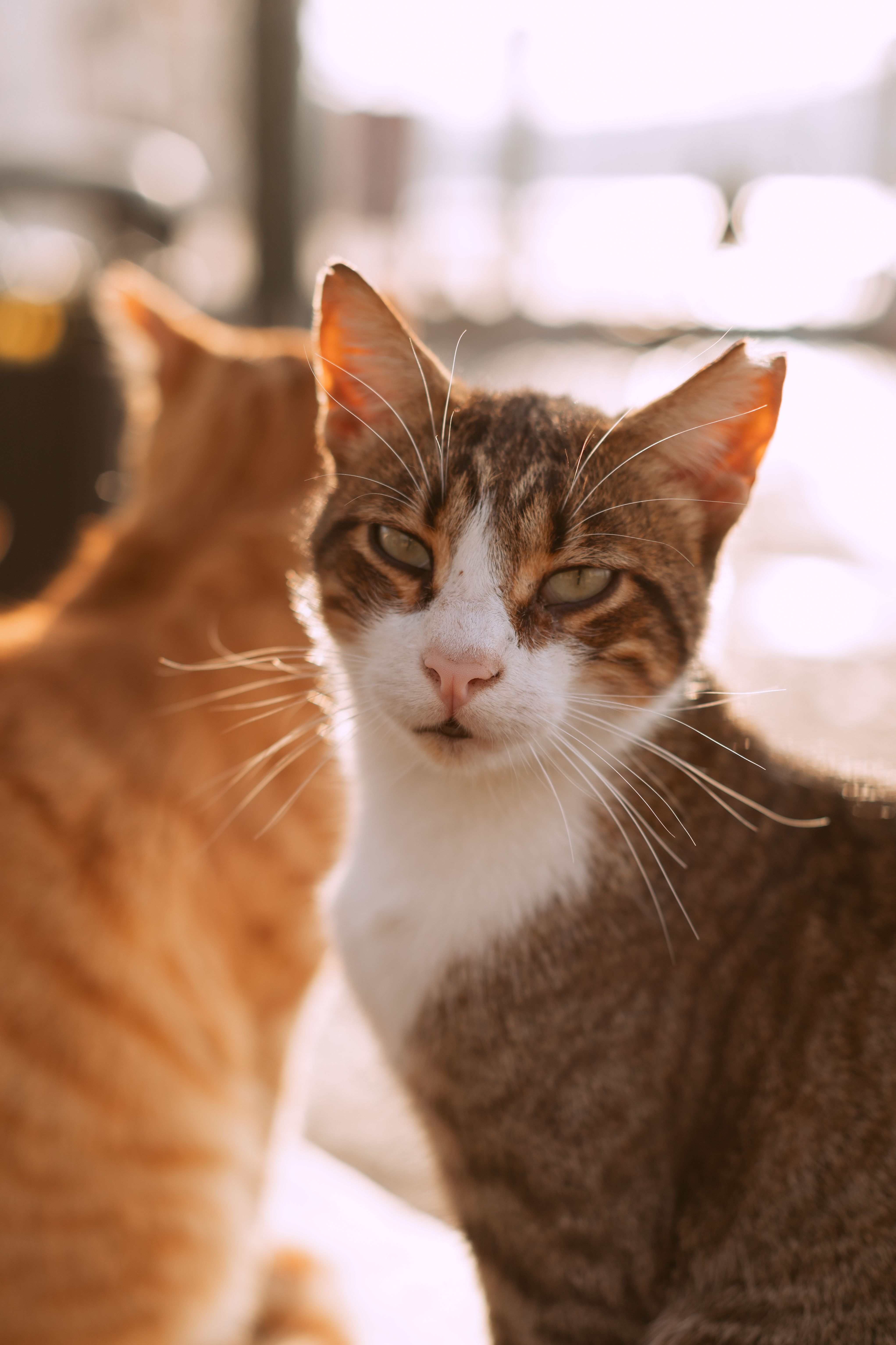 Close Up Shot of a Cat · Free Stock Photo