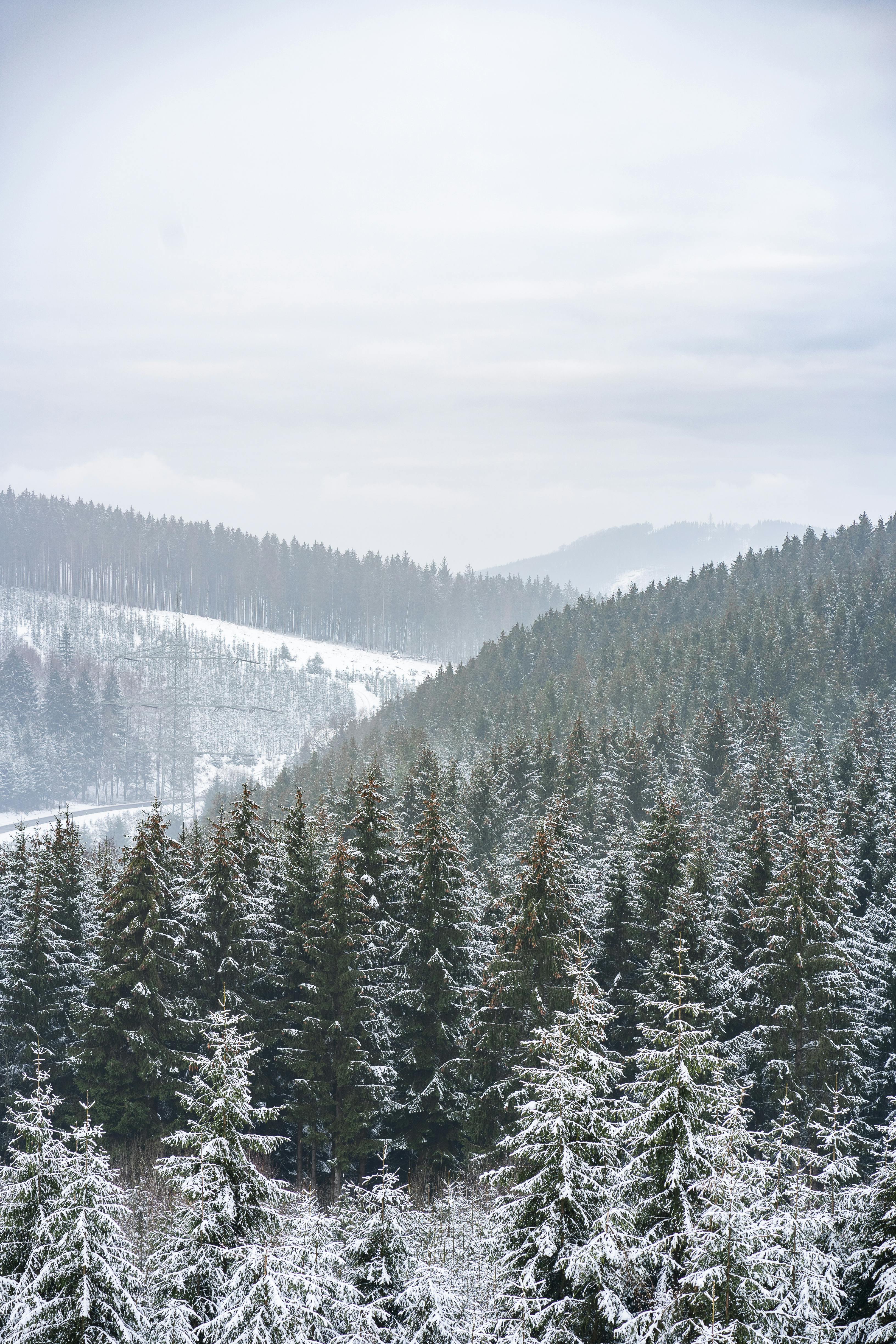 Snow Covered Trees · Free Stock Photo