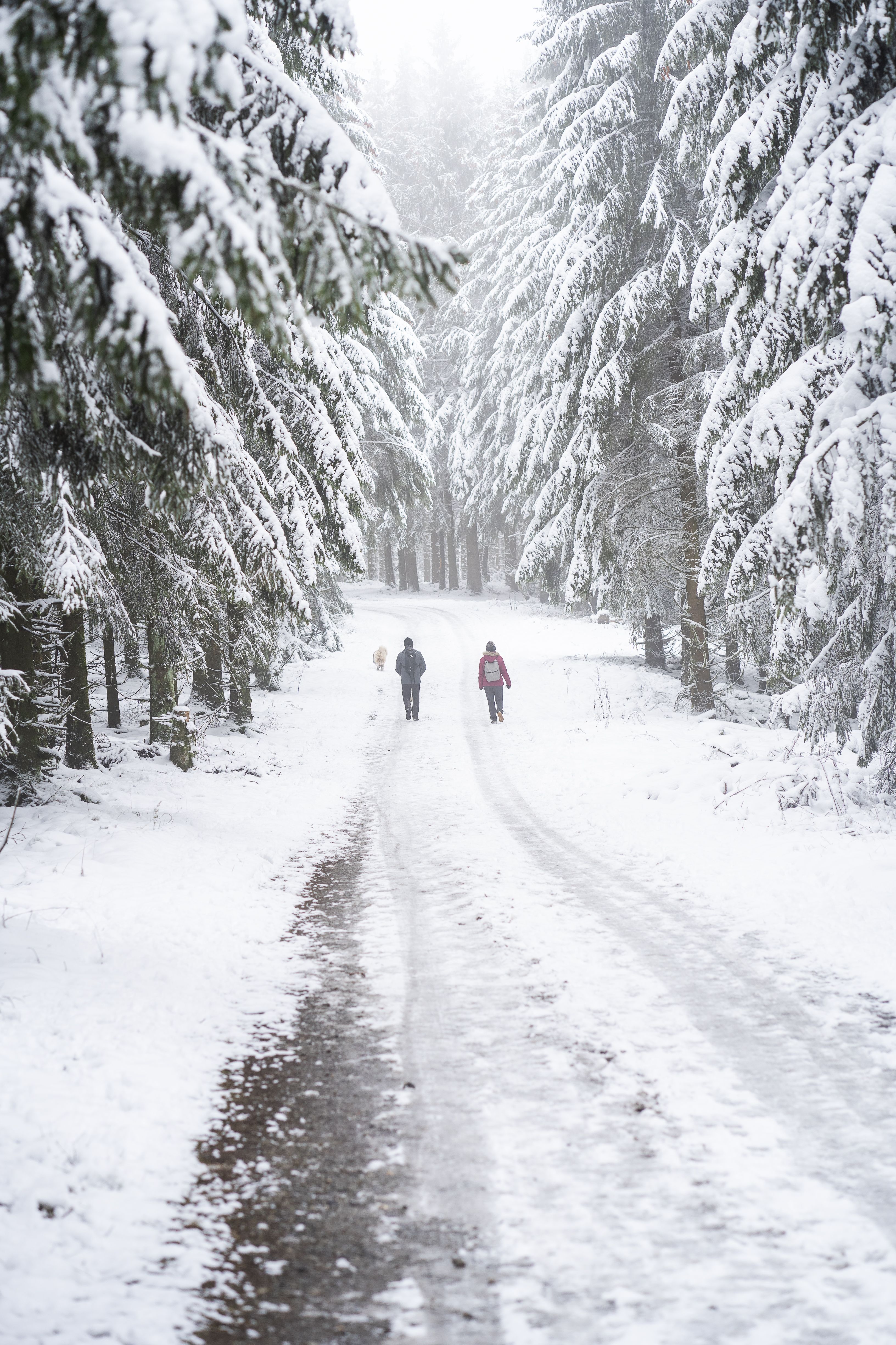 People Walking on Snow Covered Road Between Pine Trees · Free Stock Photo
