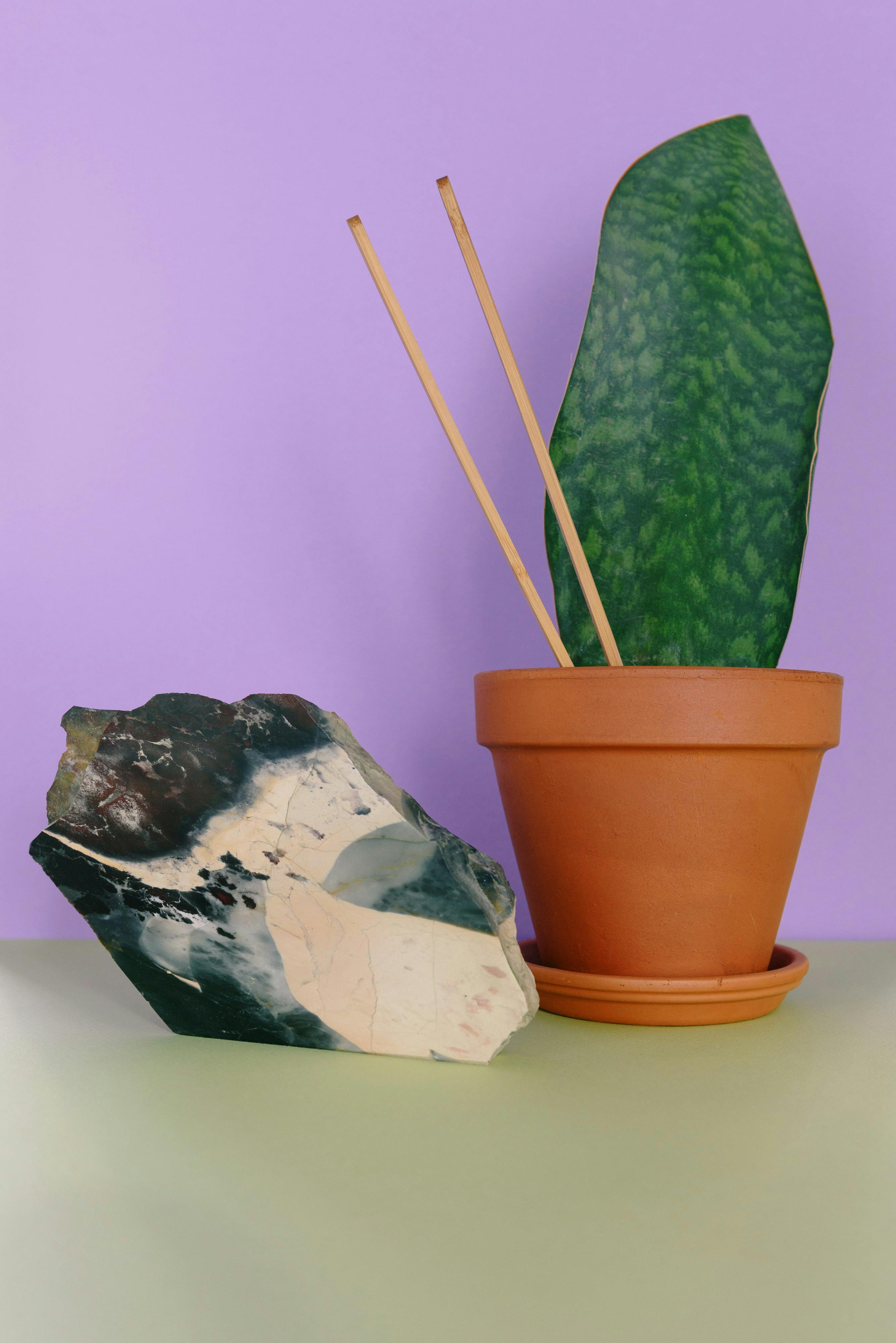 Potted Plants on Wooden Sticks · Free Stock Photo