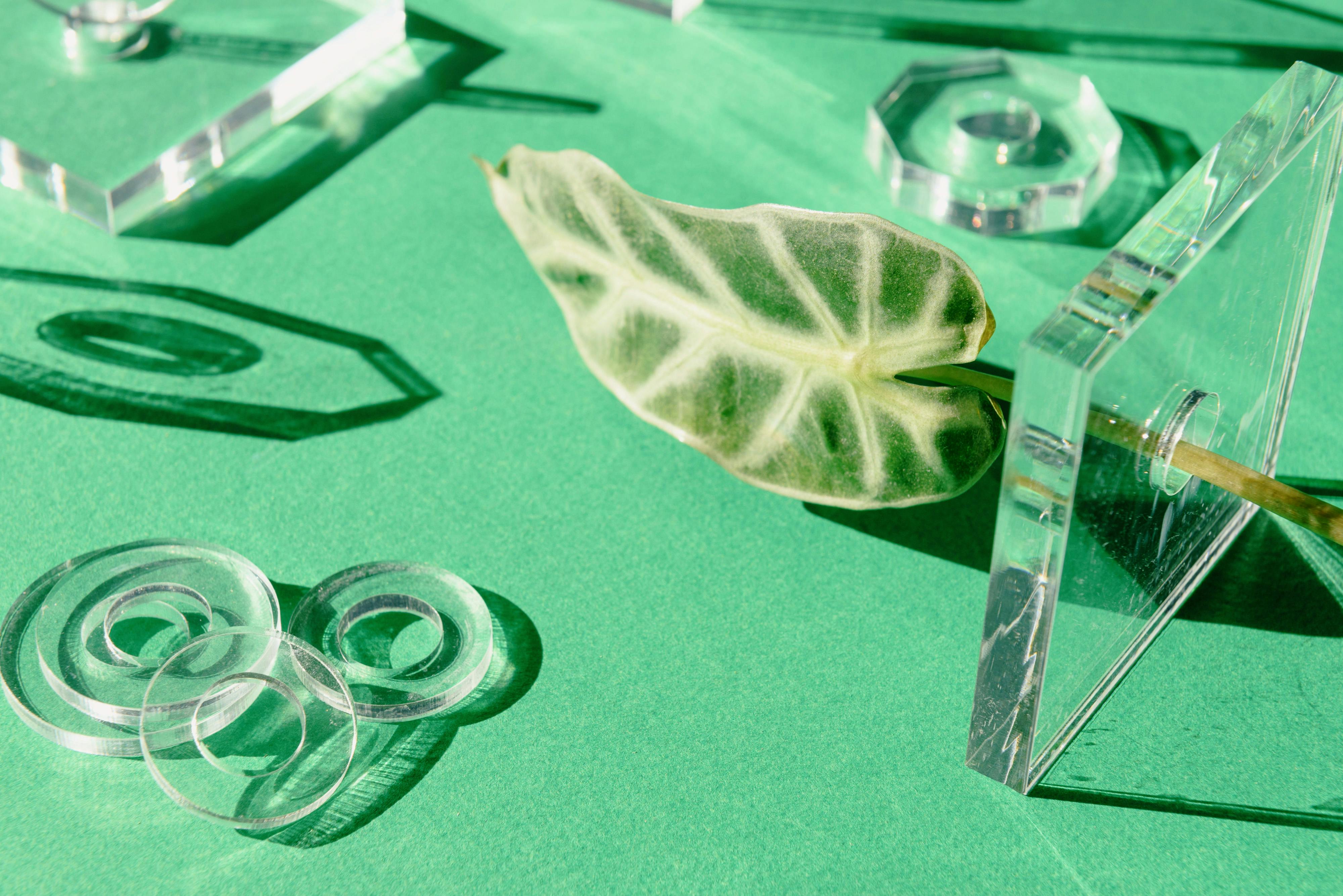 Green Leaves Covered with White See Through Textile · Free Stock Photo