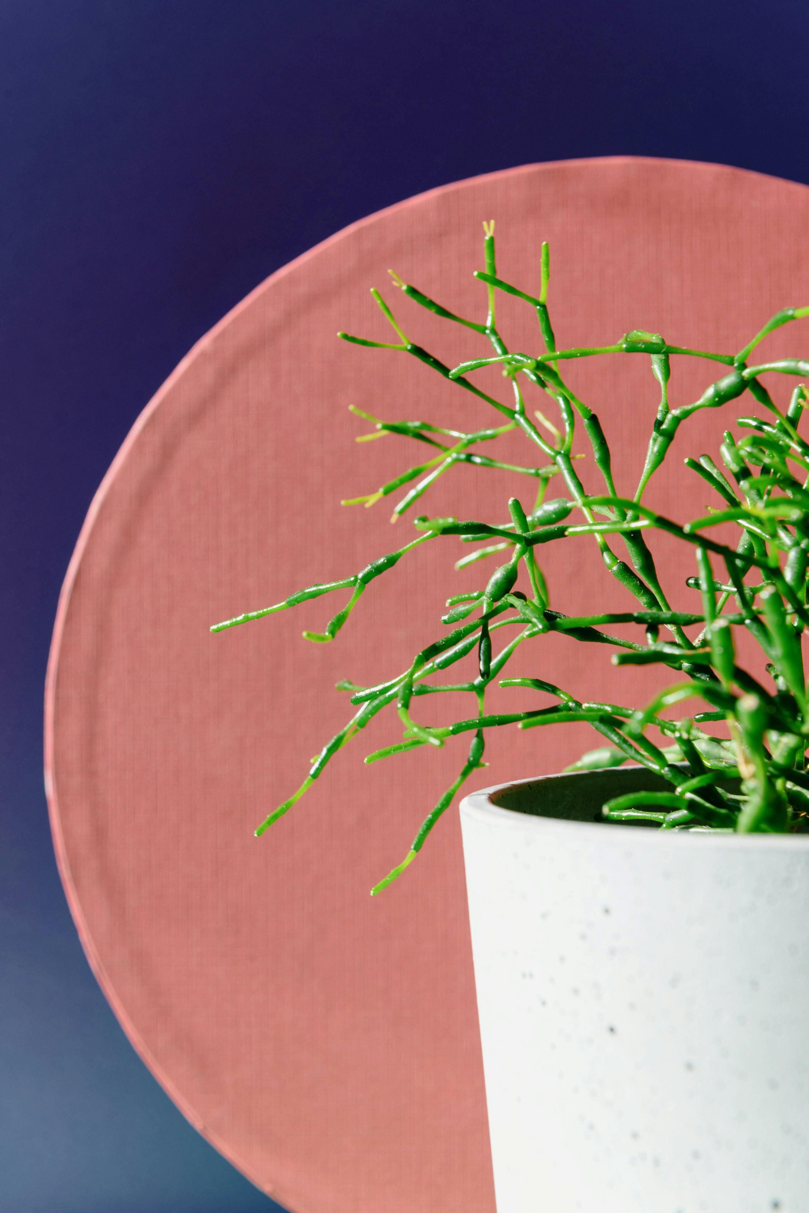 Hatiora salicornioides, Dancing-bones Plant · Free Stock Photo