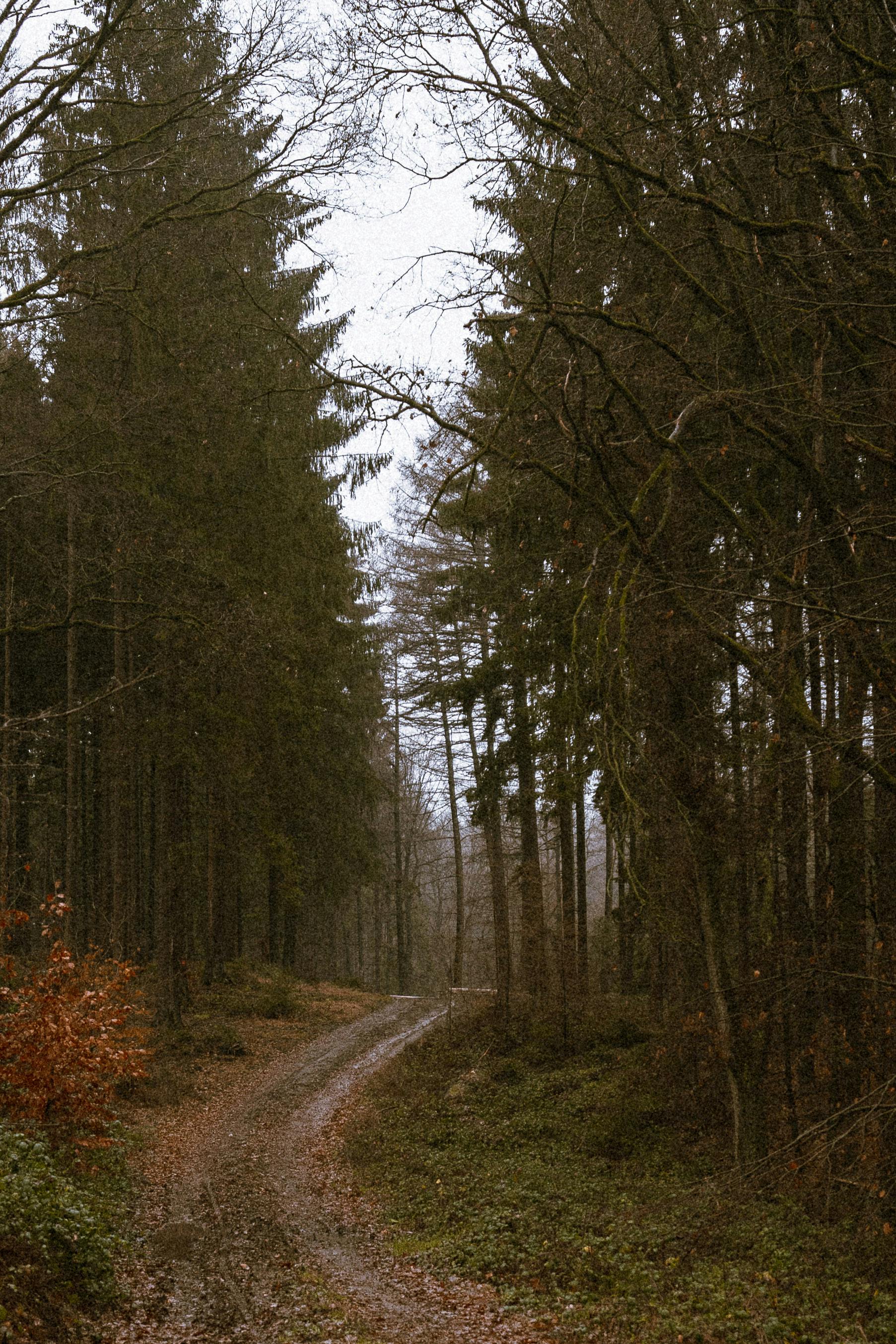 A Pathway between the Tall Trees in the Forest · Free Stock Photo