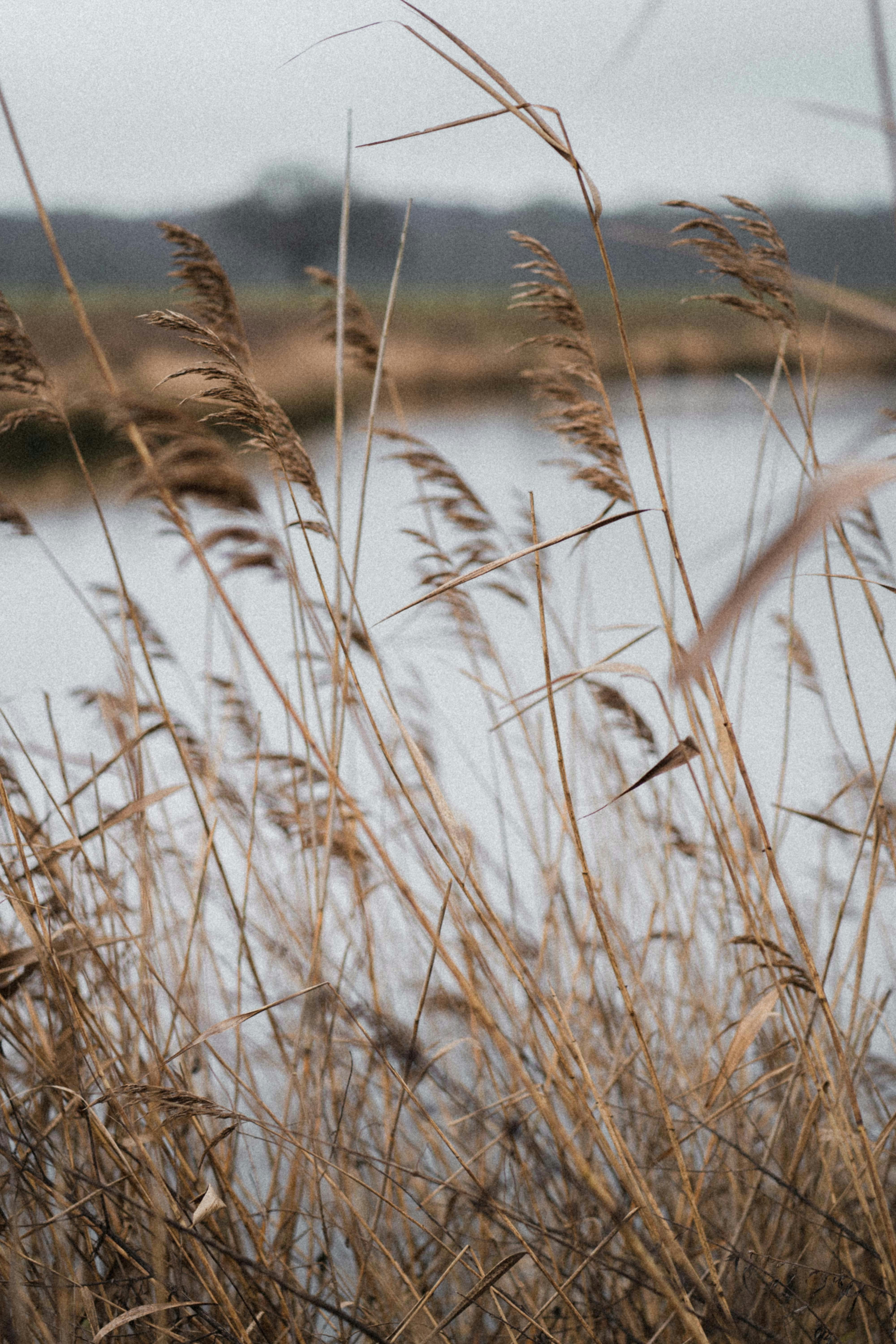 Close-Up of Dried Reeds · Free Stock Photo