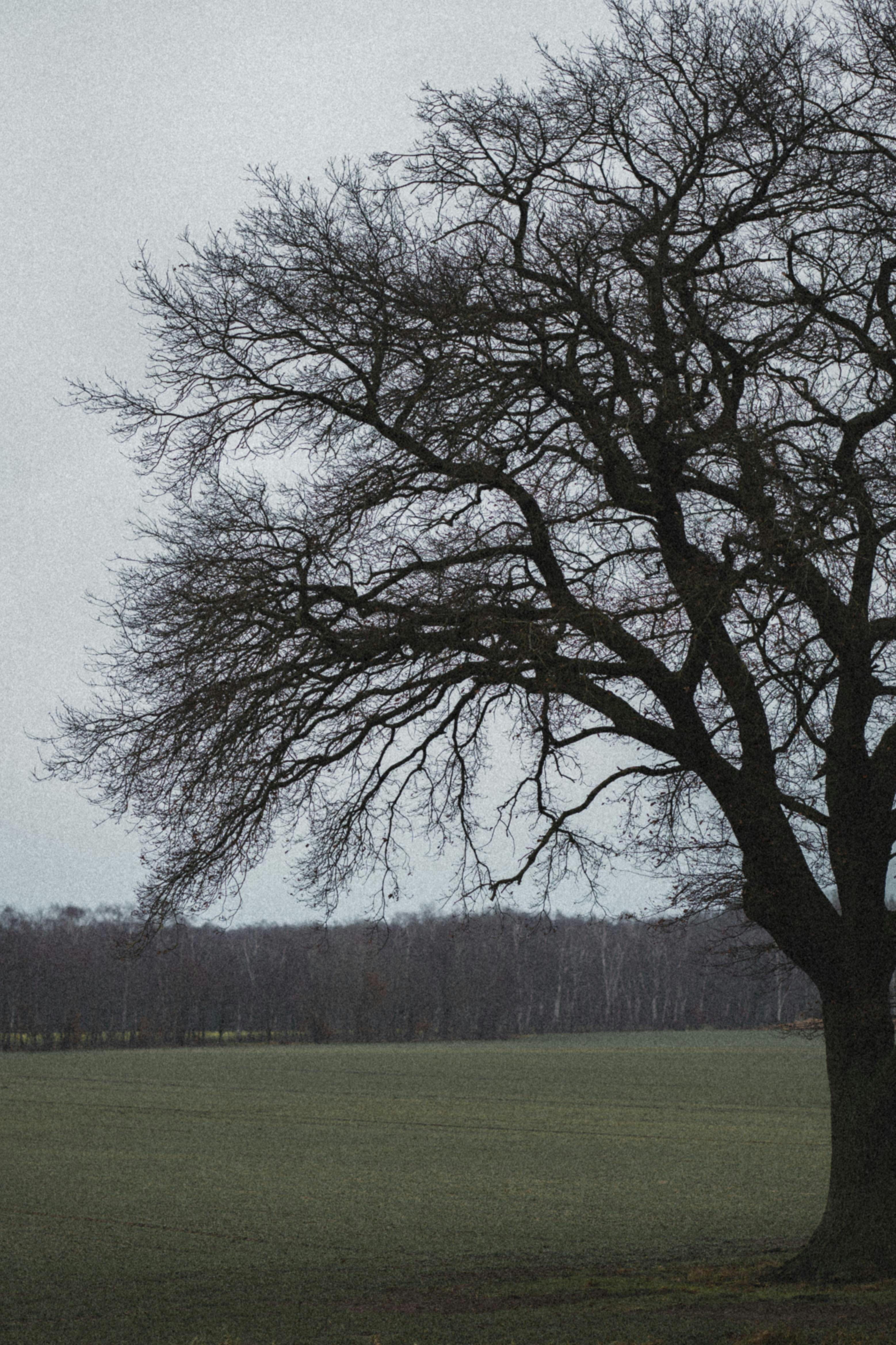 A Big Leafless Tree on the Grass Field · Free Stock Photo