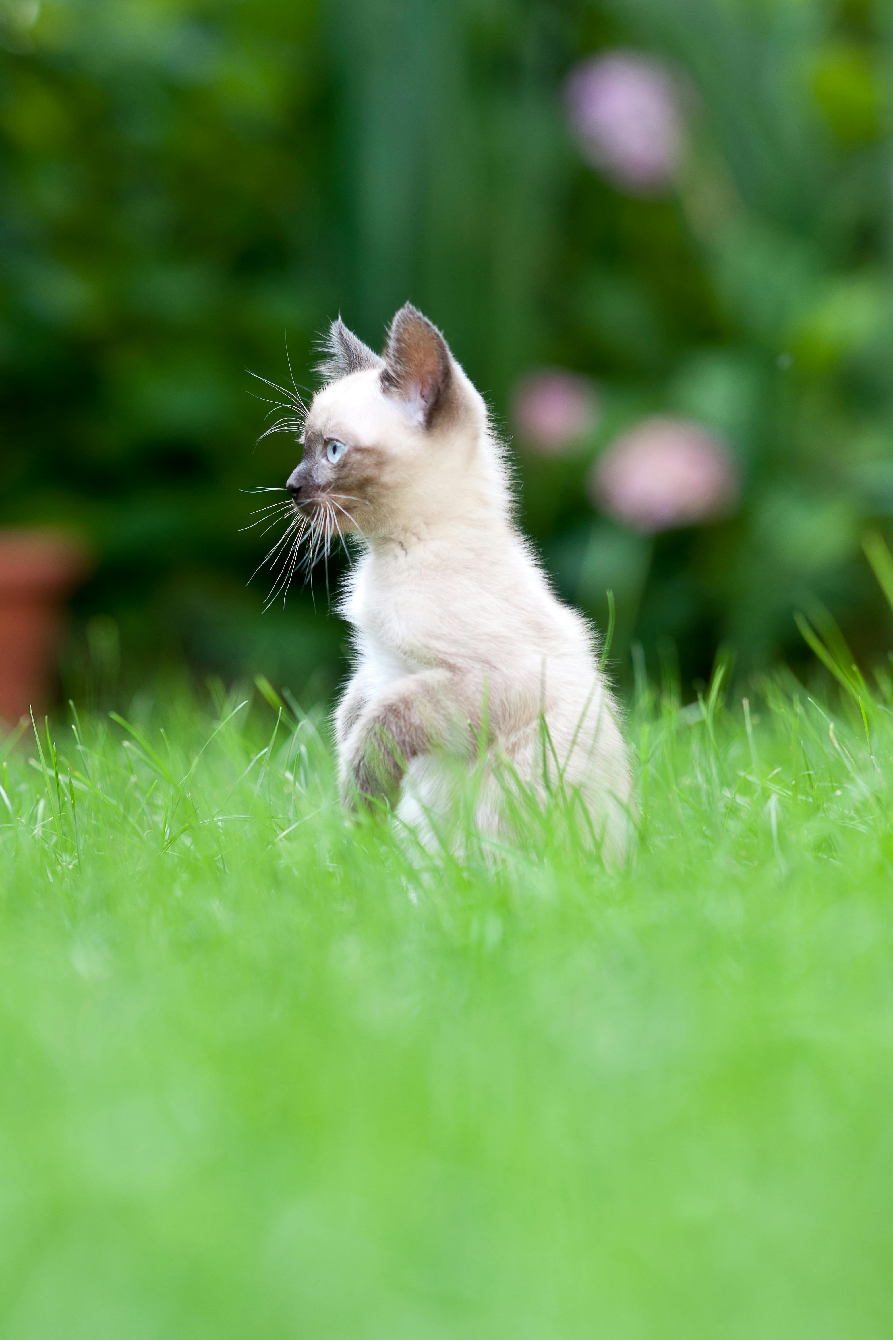 Side view of woman wearing cat mask · Free Stock Photo