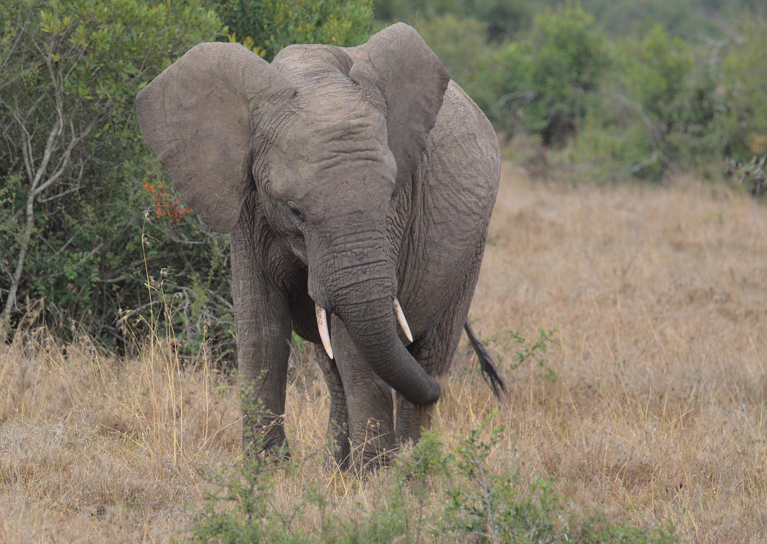 An Elephant Walking on a Grass Field · Free Stock Photo