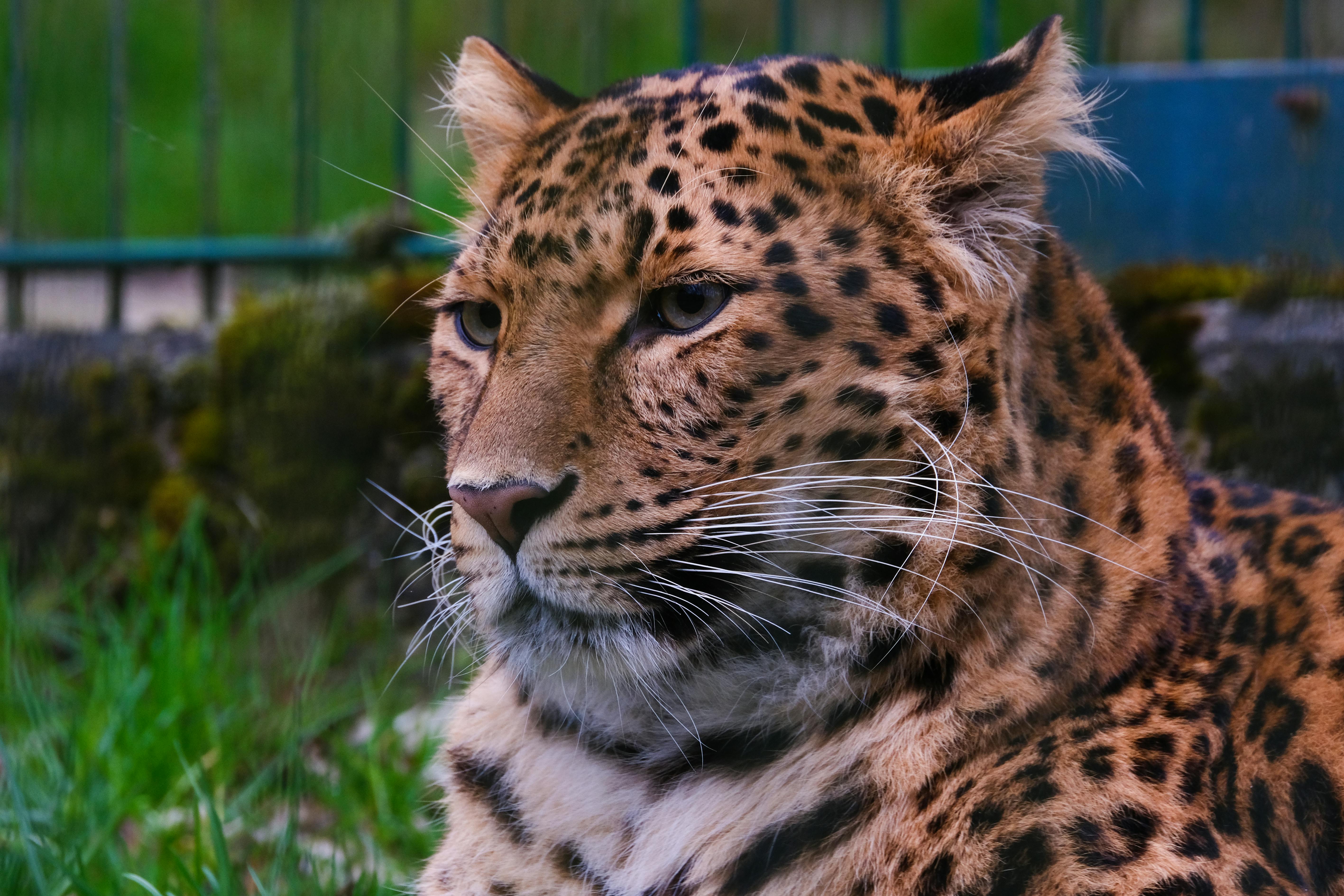Brown Leopard · Free Stock Photo