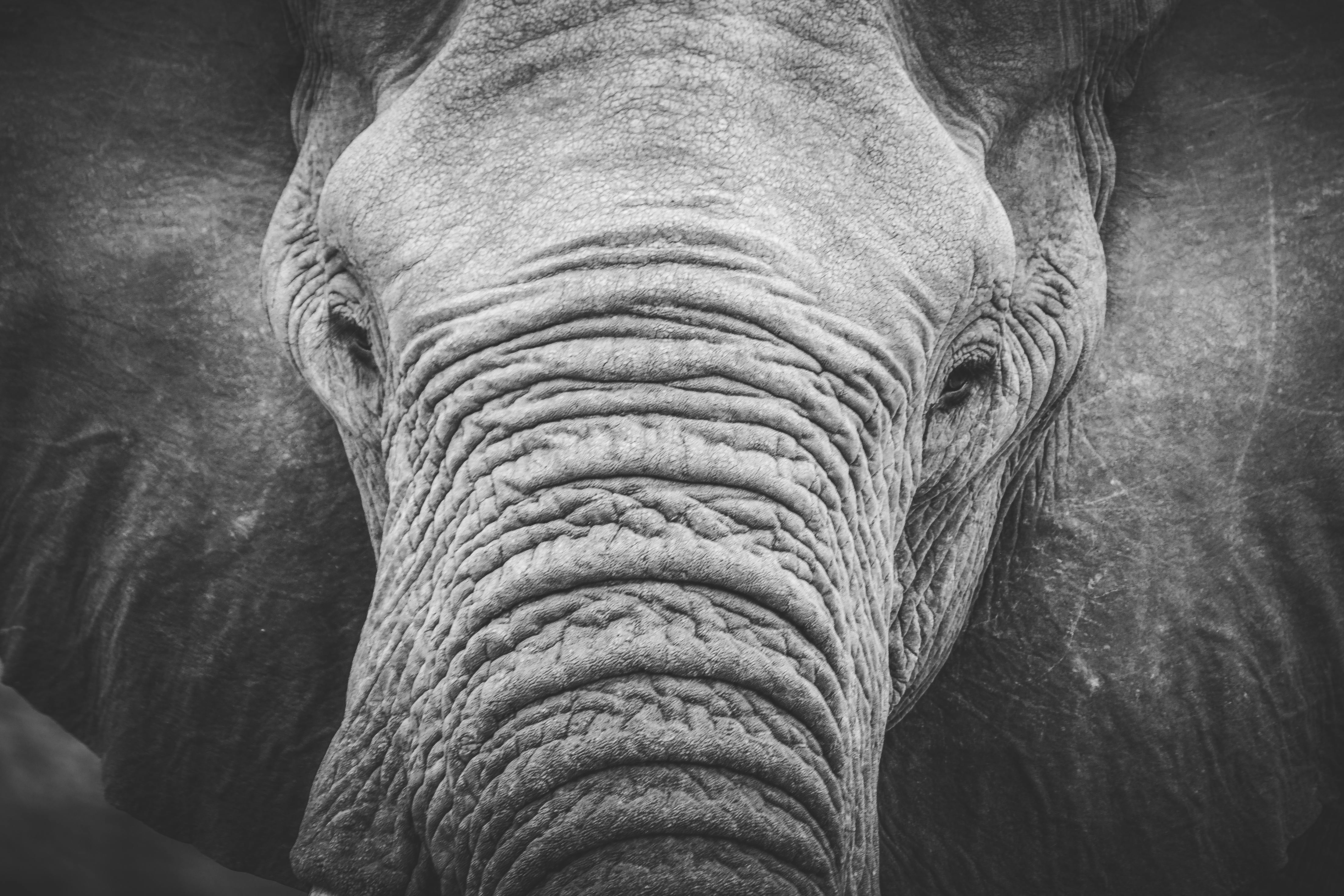 Grayscale Photo of an African Elephant · Free Stock Photo
