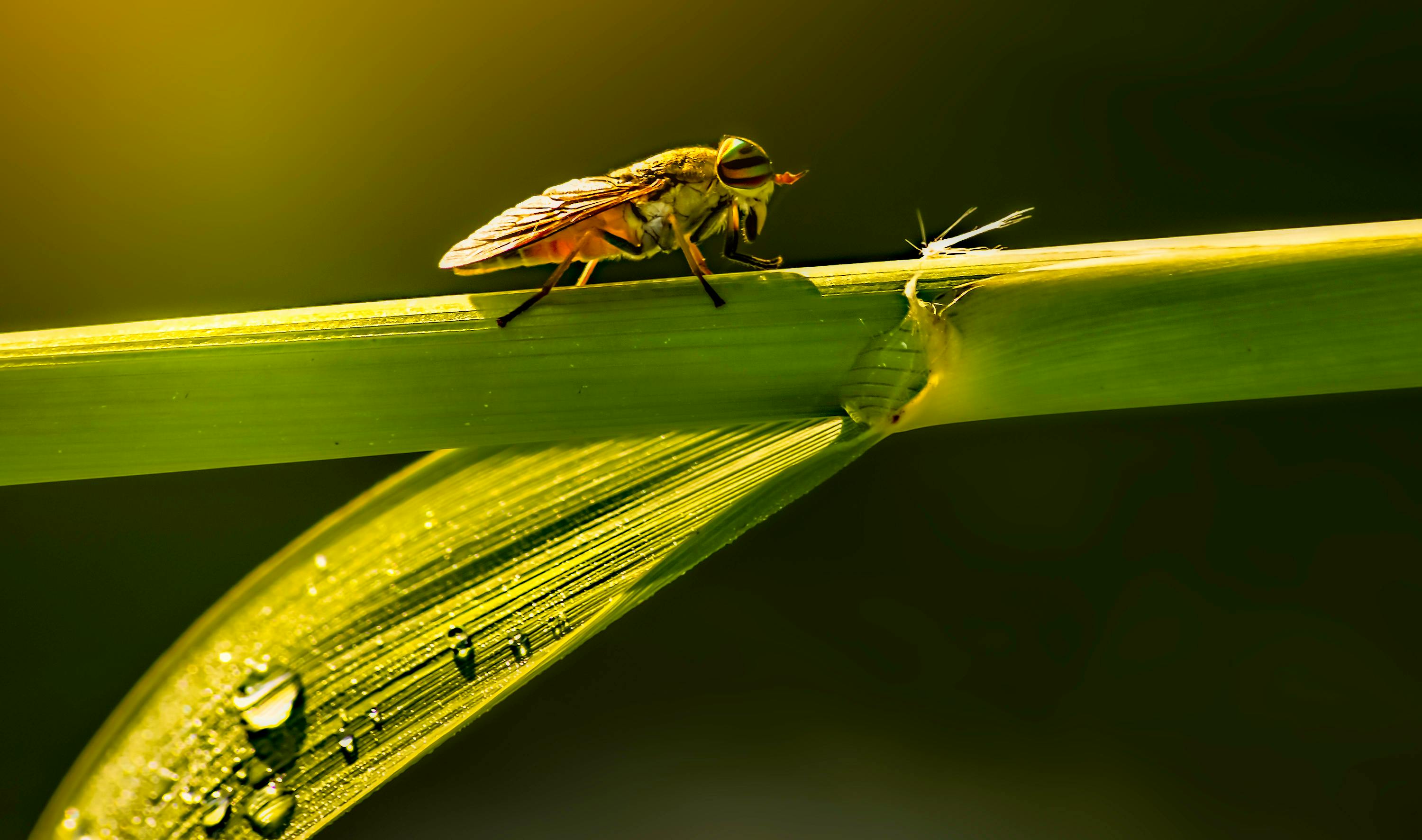 Insect on Stem · Free Stock Photo