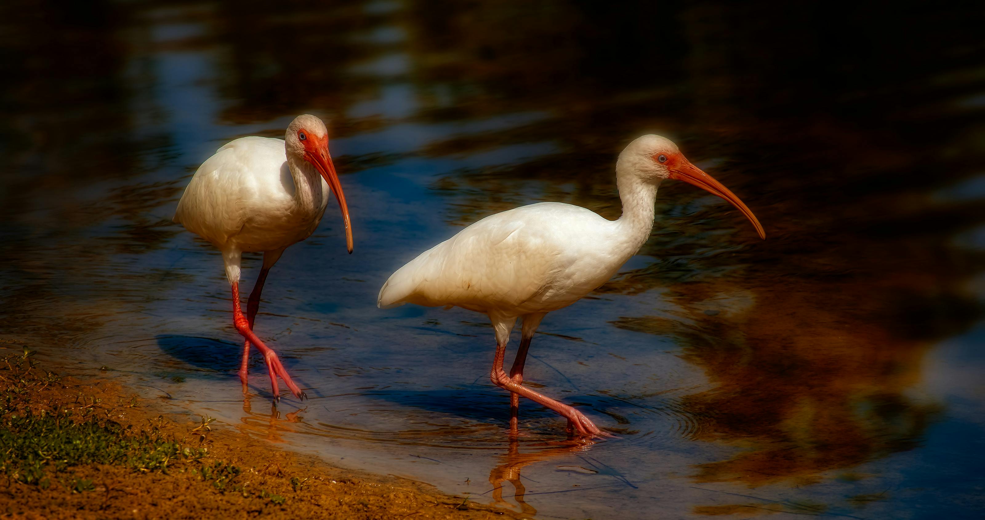 Photograph of Ibis Birds · Free Stock Photo