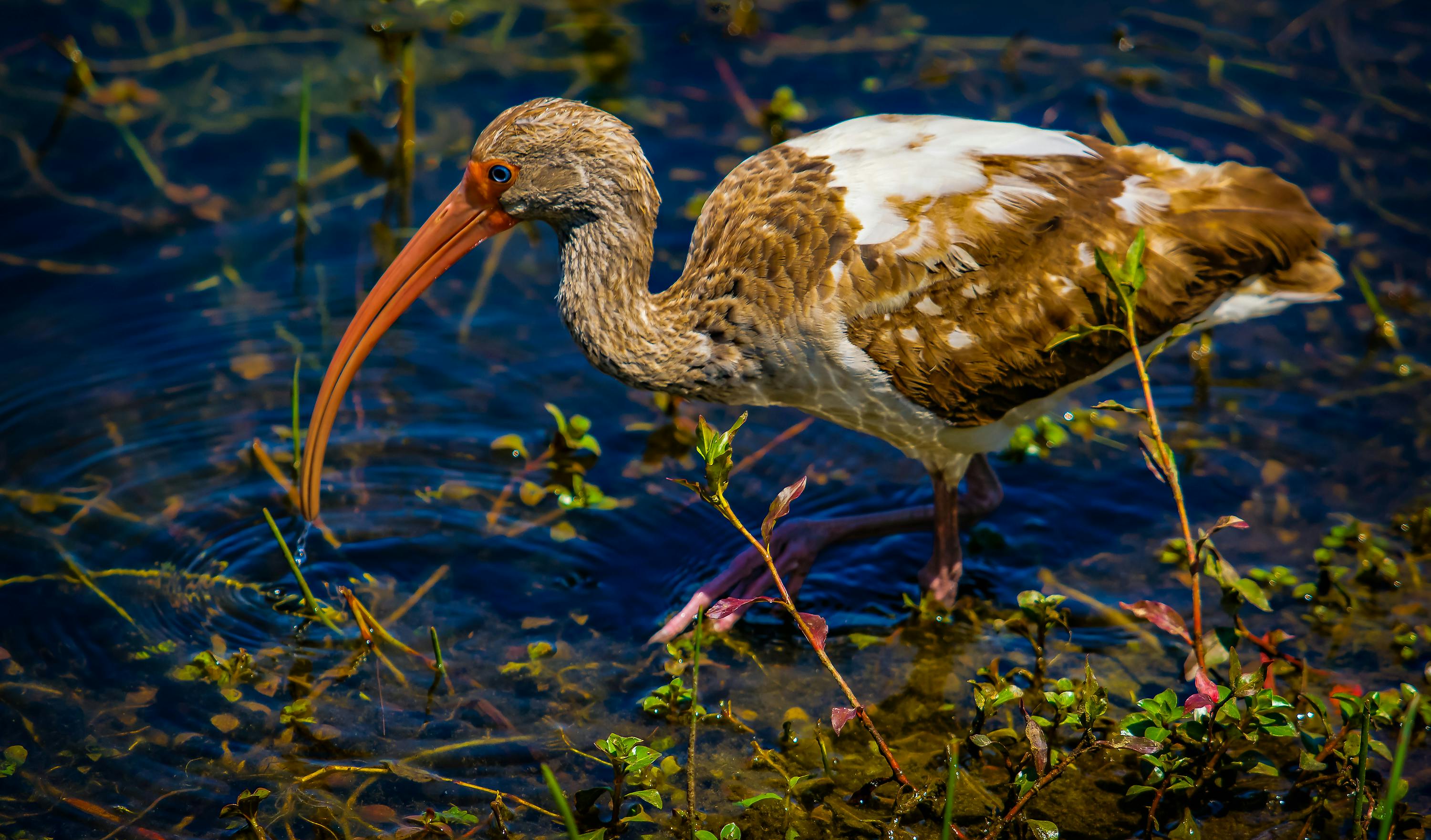Ibis Photos, Download The BEST Free Ibis Stock Photos & HD Images