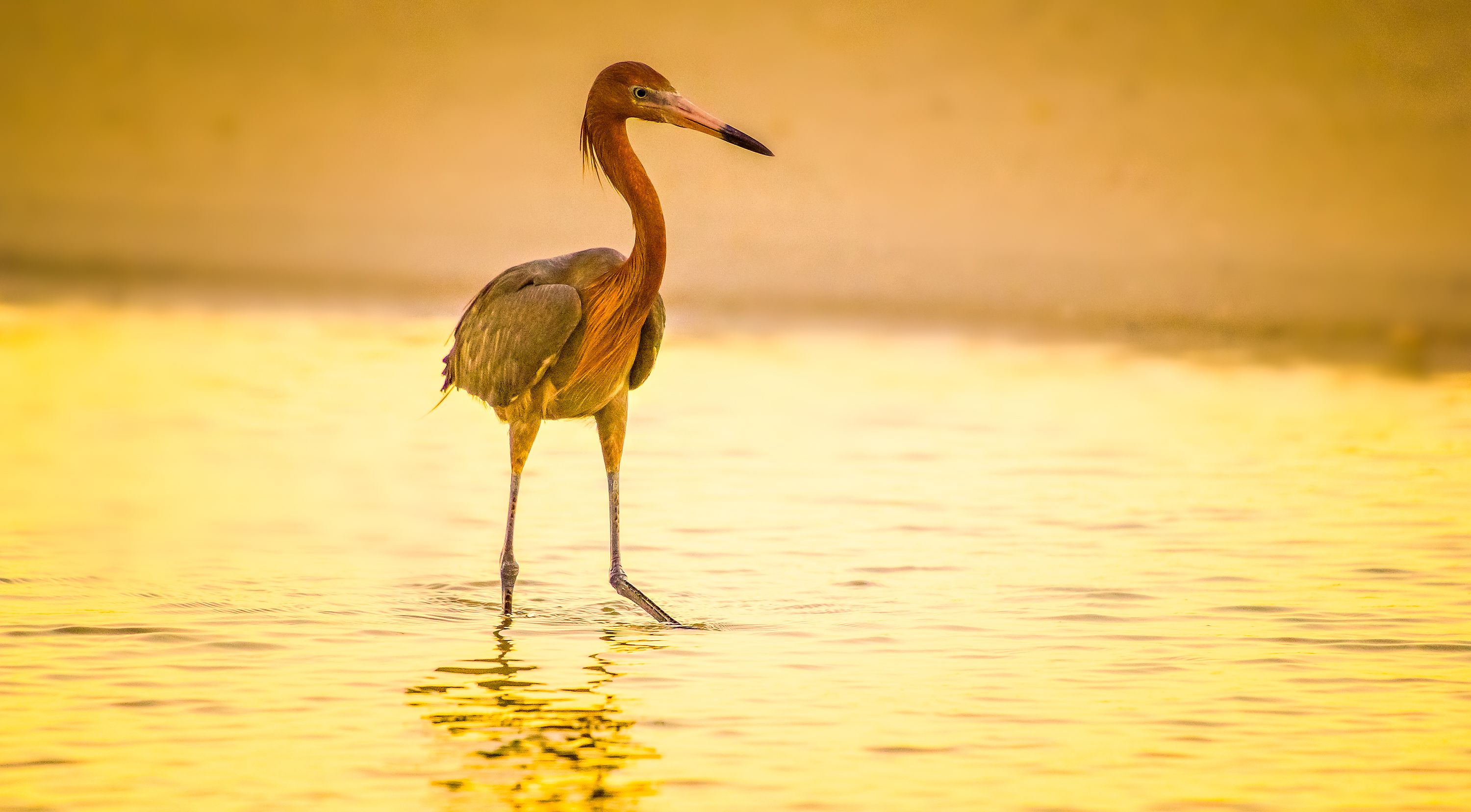 Close-up of a Bird in Flight · Free Stock Photo
