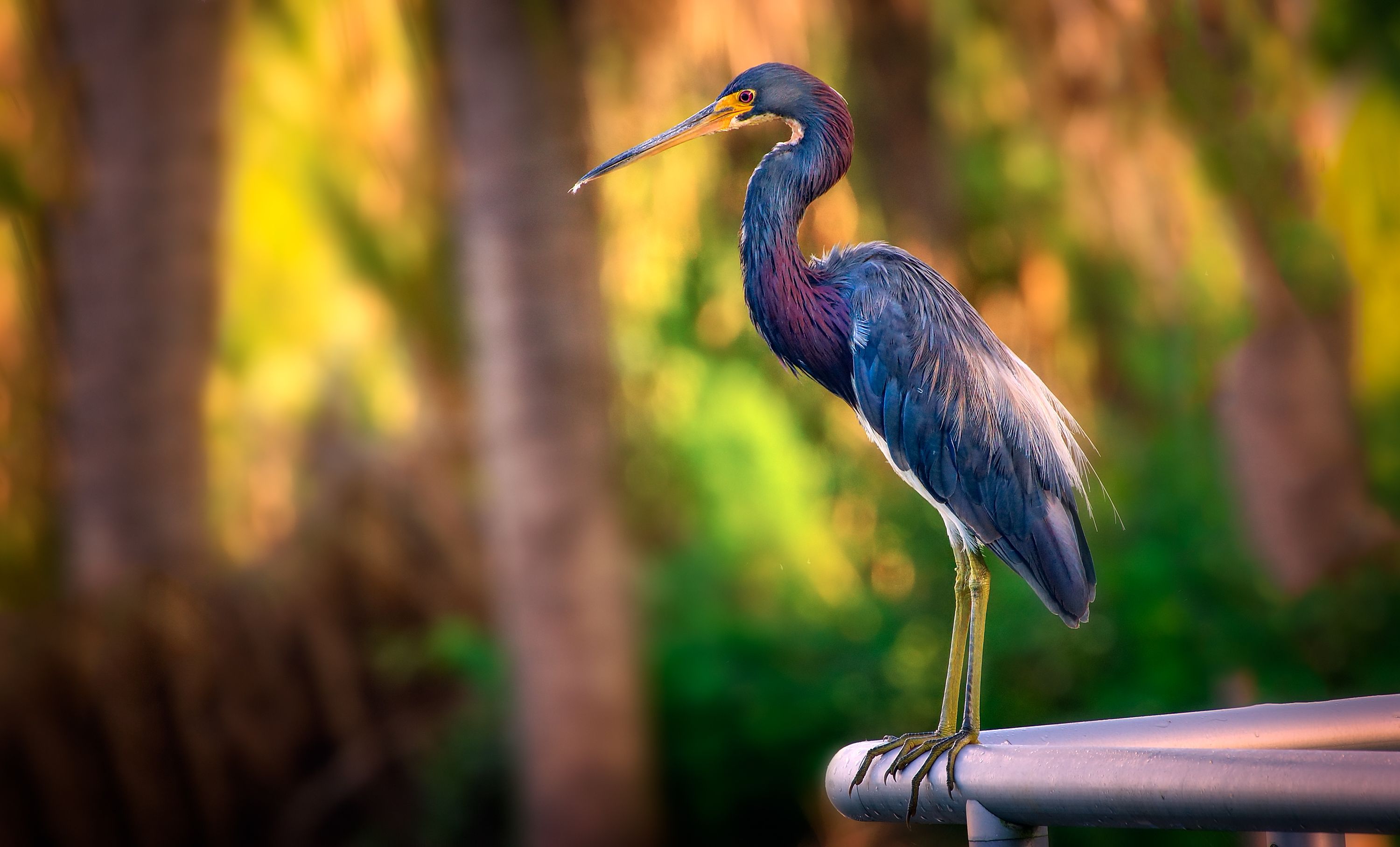 Close up of a Heron · Free Stock Photo