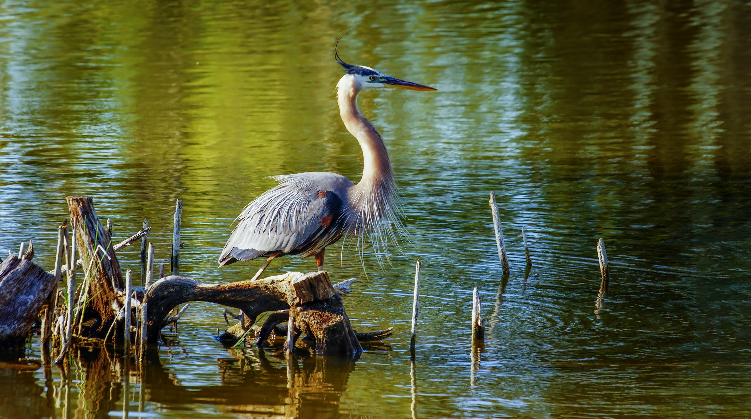 Photo of a Heron Standing in the Field · Free Stock Photo
