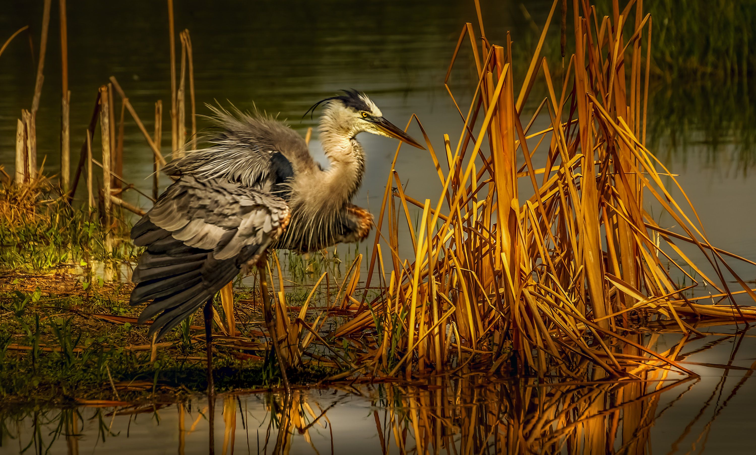 Photo of a Heron Standing in the Field · Free Stock Photo