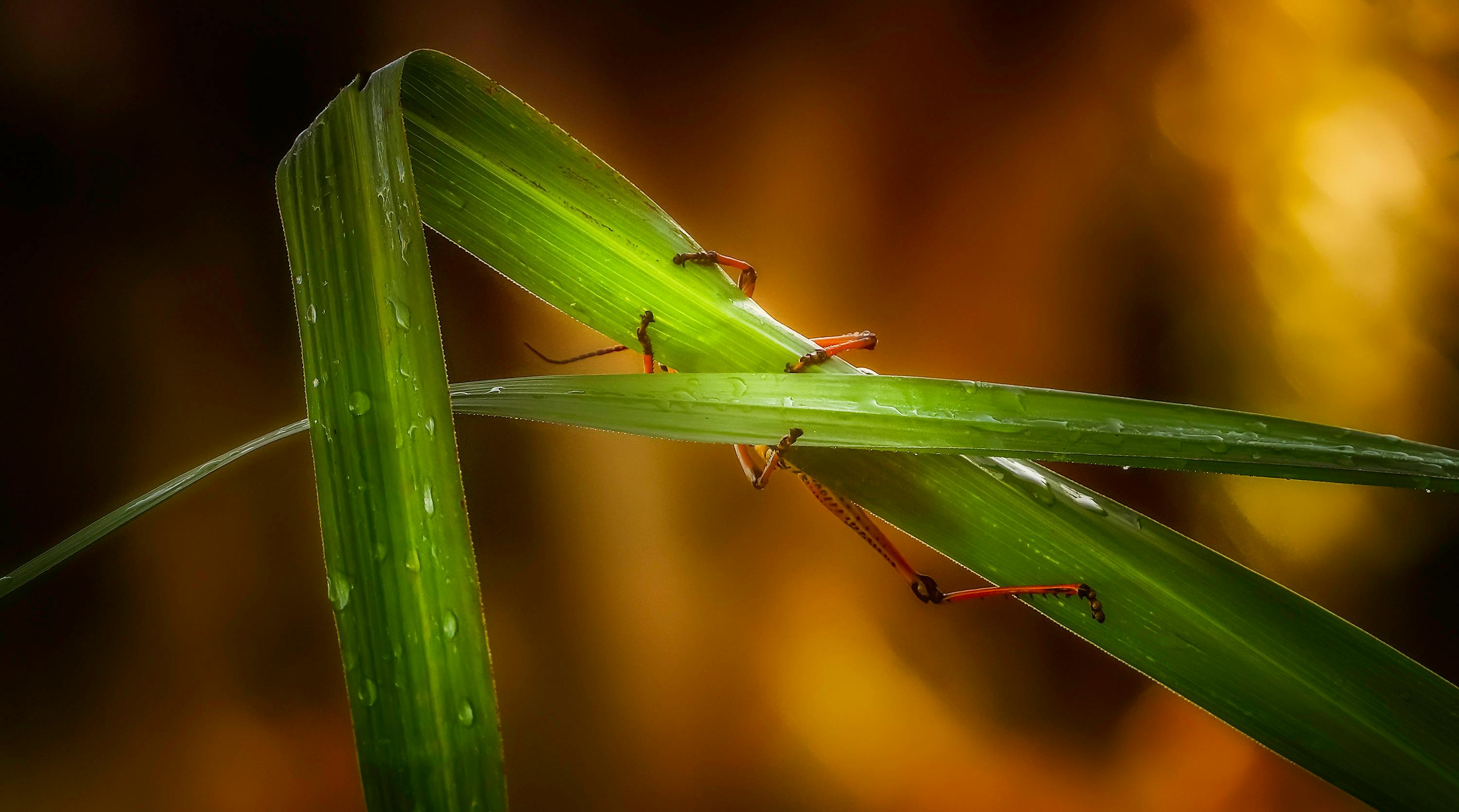 Insect on a Blade of Grass · Free Stock Photo