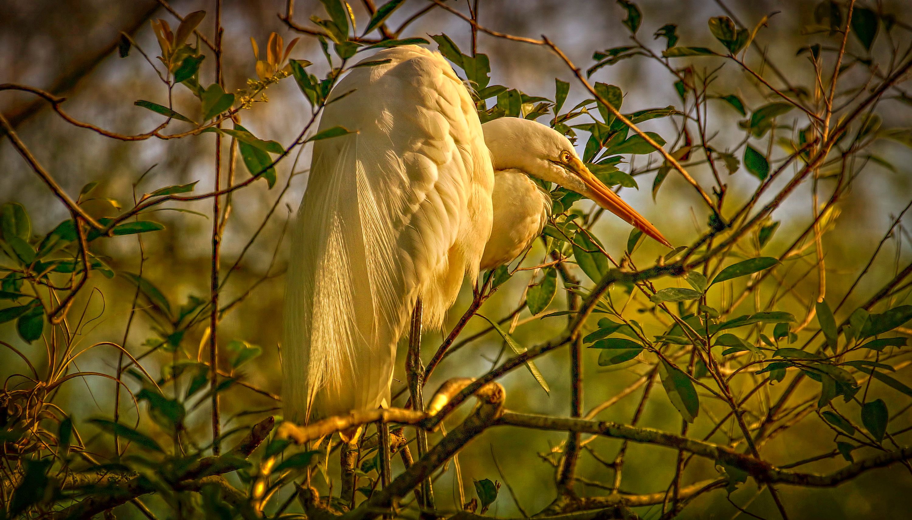 White Bird on the Tree · Free Stock Photo