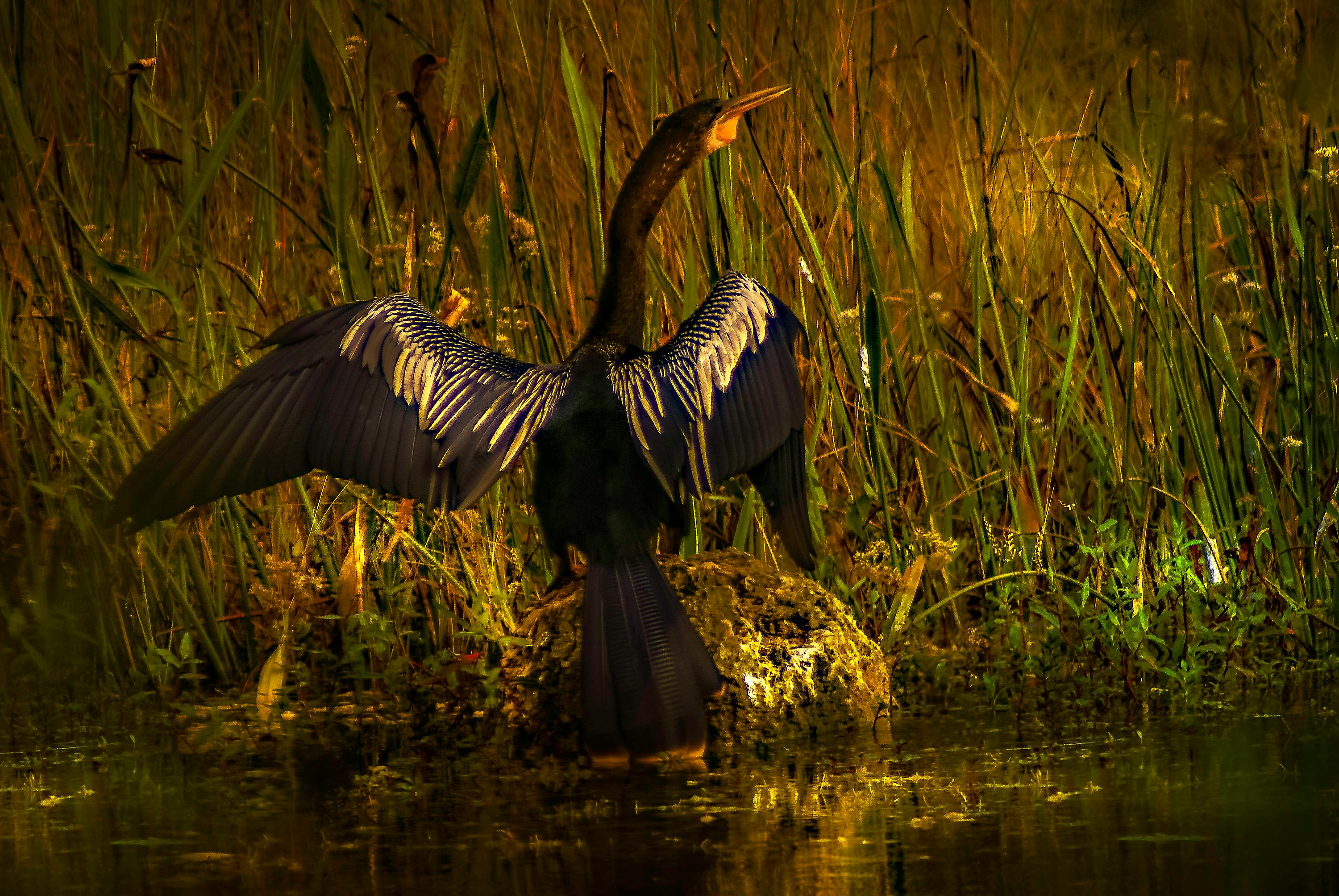 Bird Catching Fish · Free Stock Photo