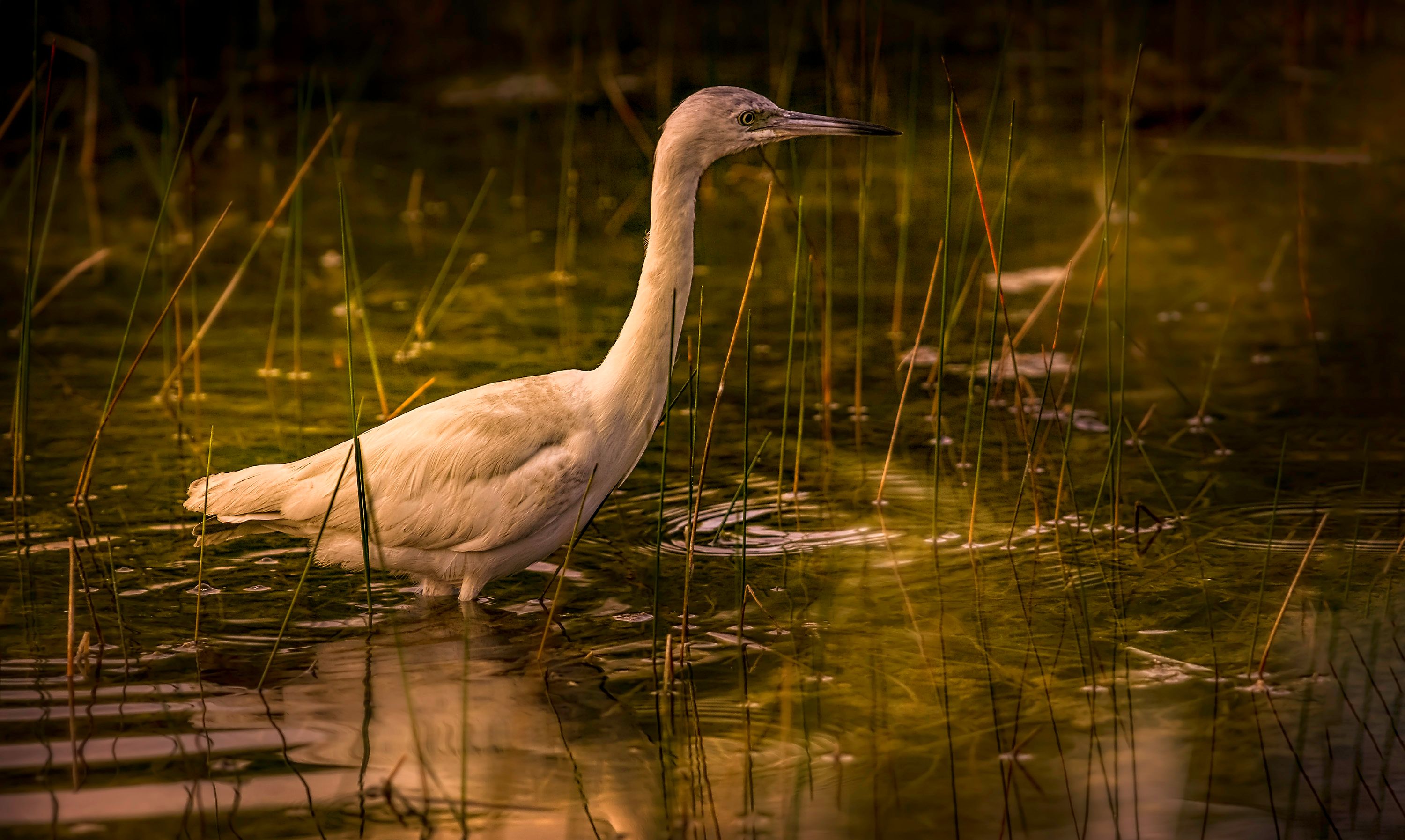 Bird in Water · Free Stock Photo