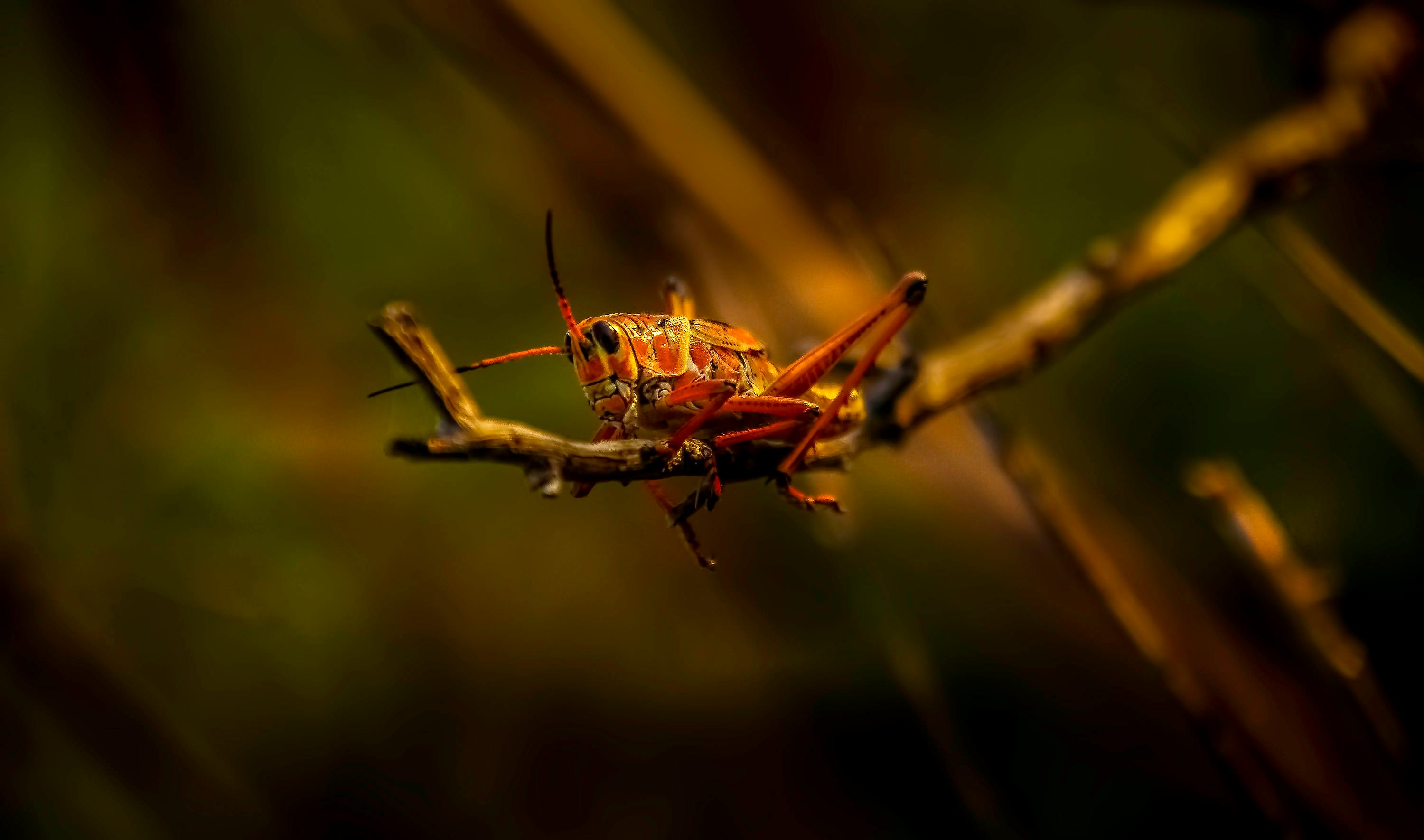 Close up of a Grasshopper · Free Stock Photo