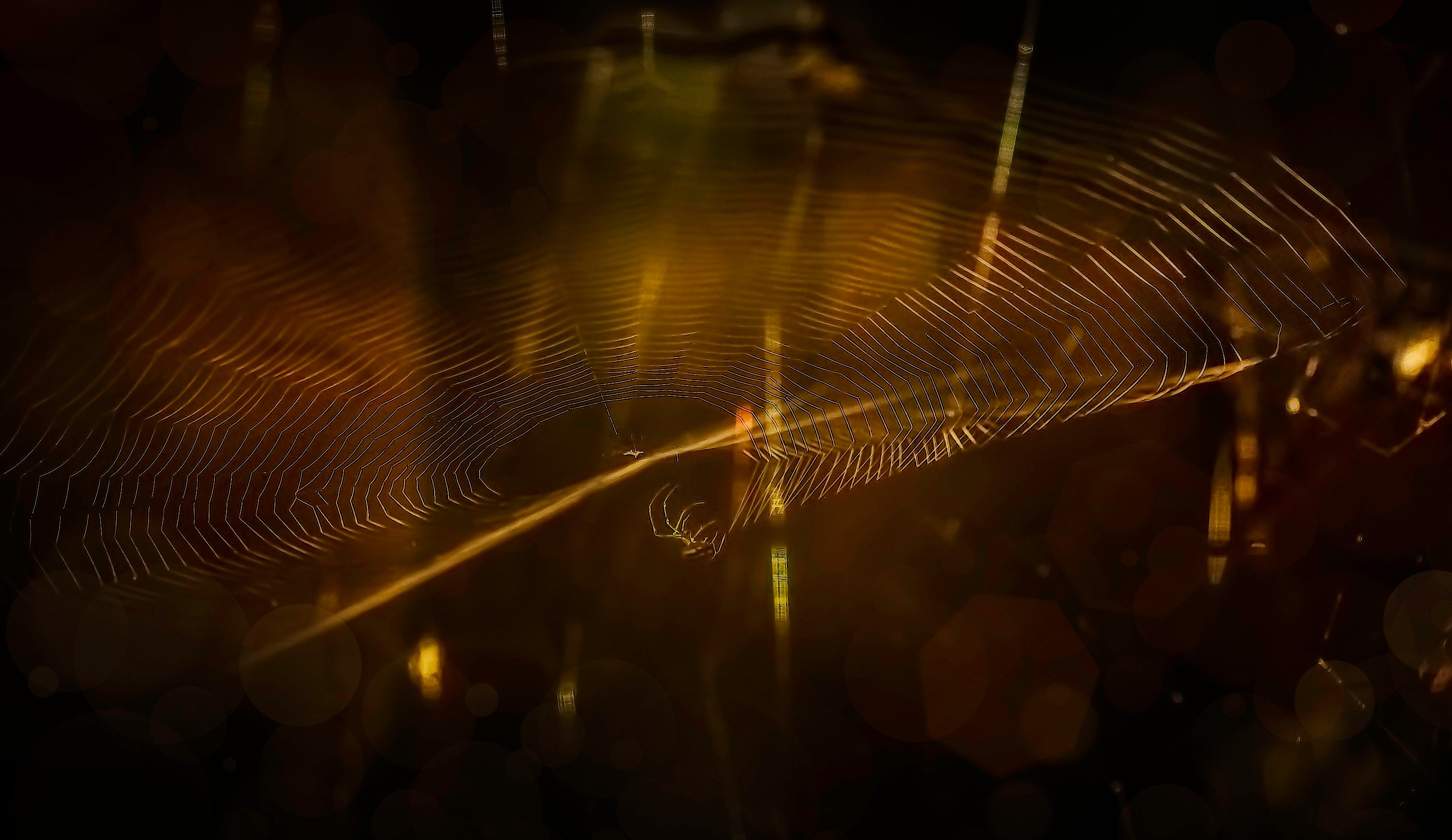 Close-Up Shot of Spider Spinning Its Web · Free Stock Photo