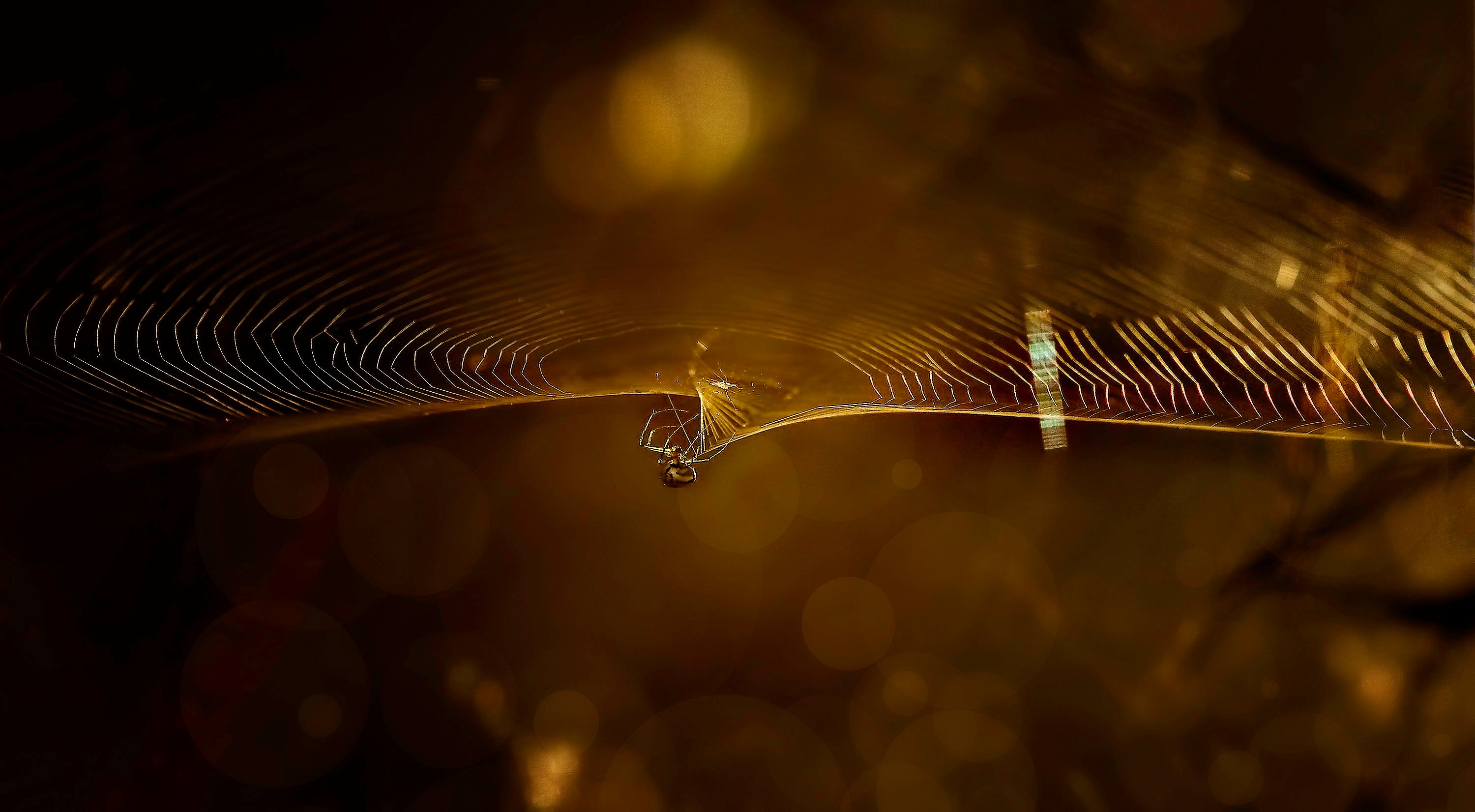 Close-Up Shot of Spider Spinning Its Web · Free Stock Photo