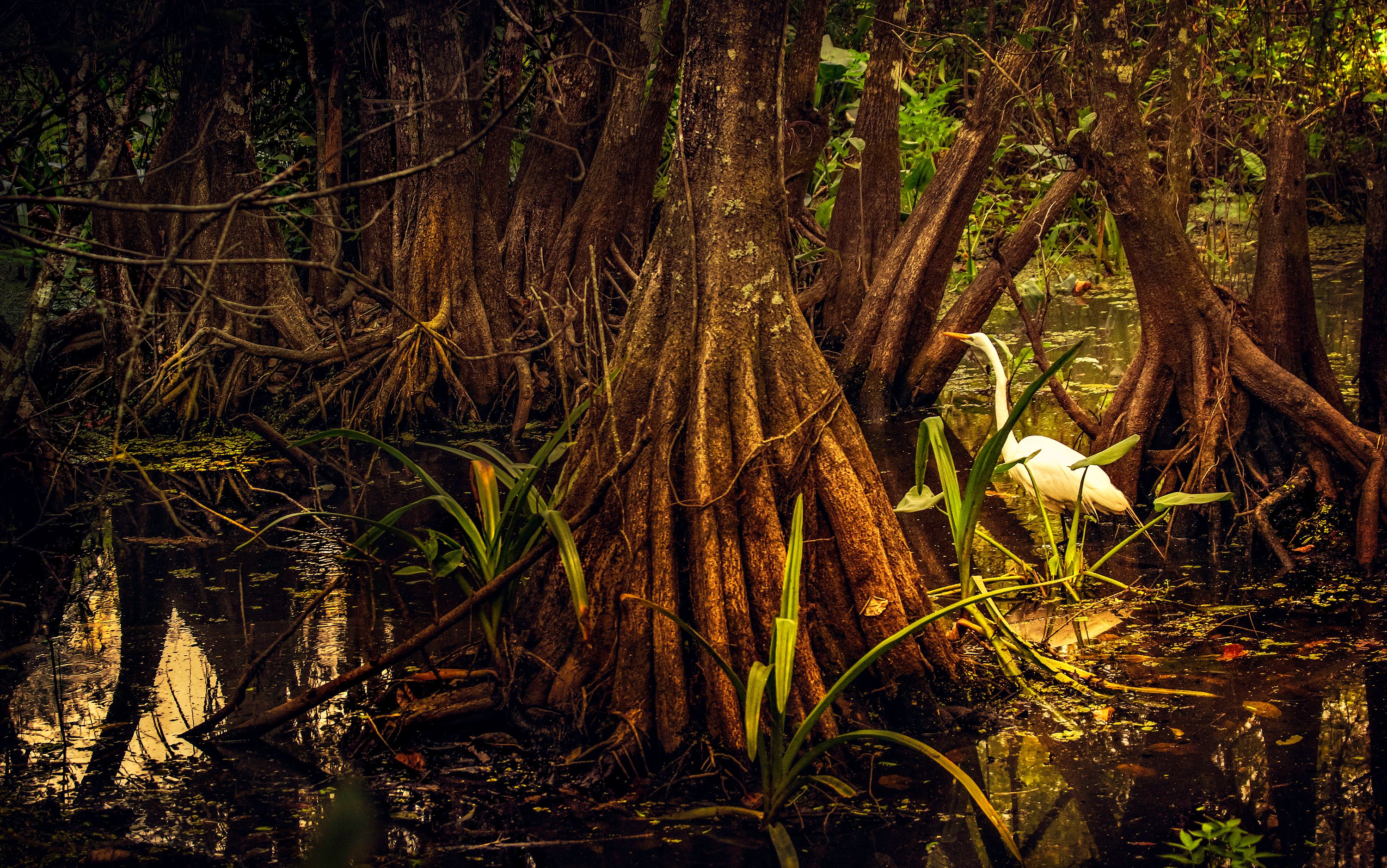 A White Egret in Swamp · Free Stock Photo