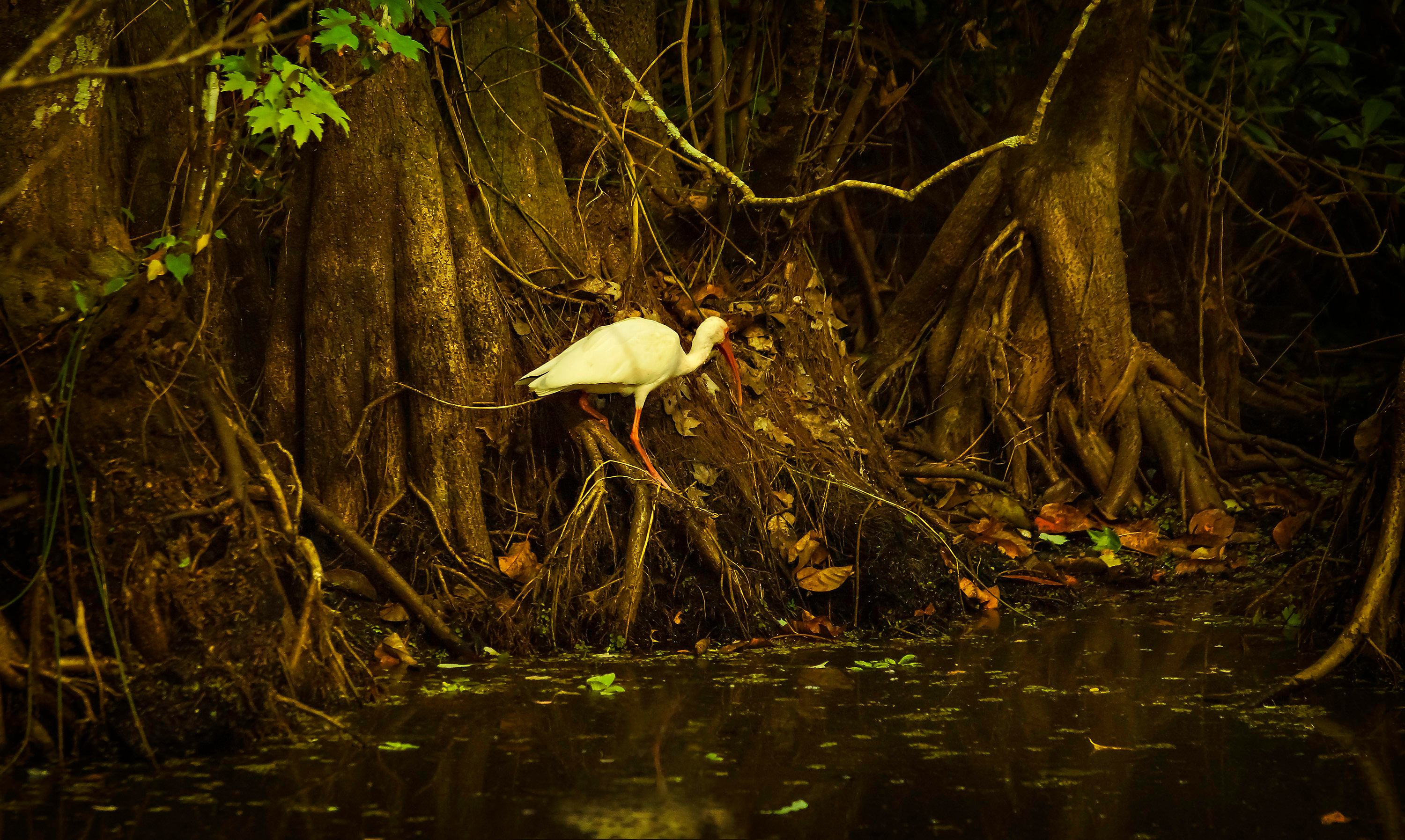 A White Egret in Swamp · Free Stock Photo