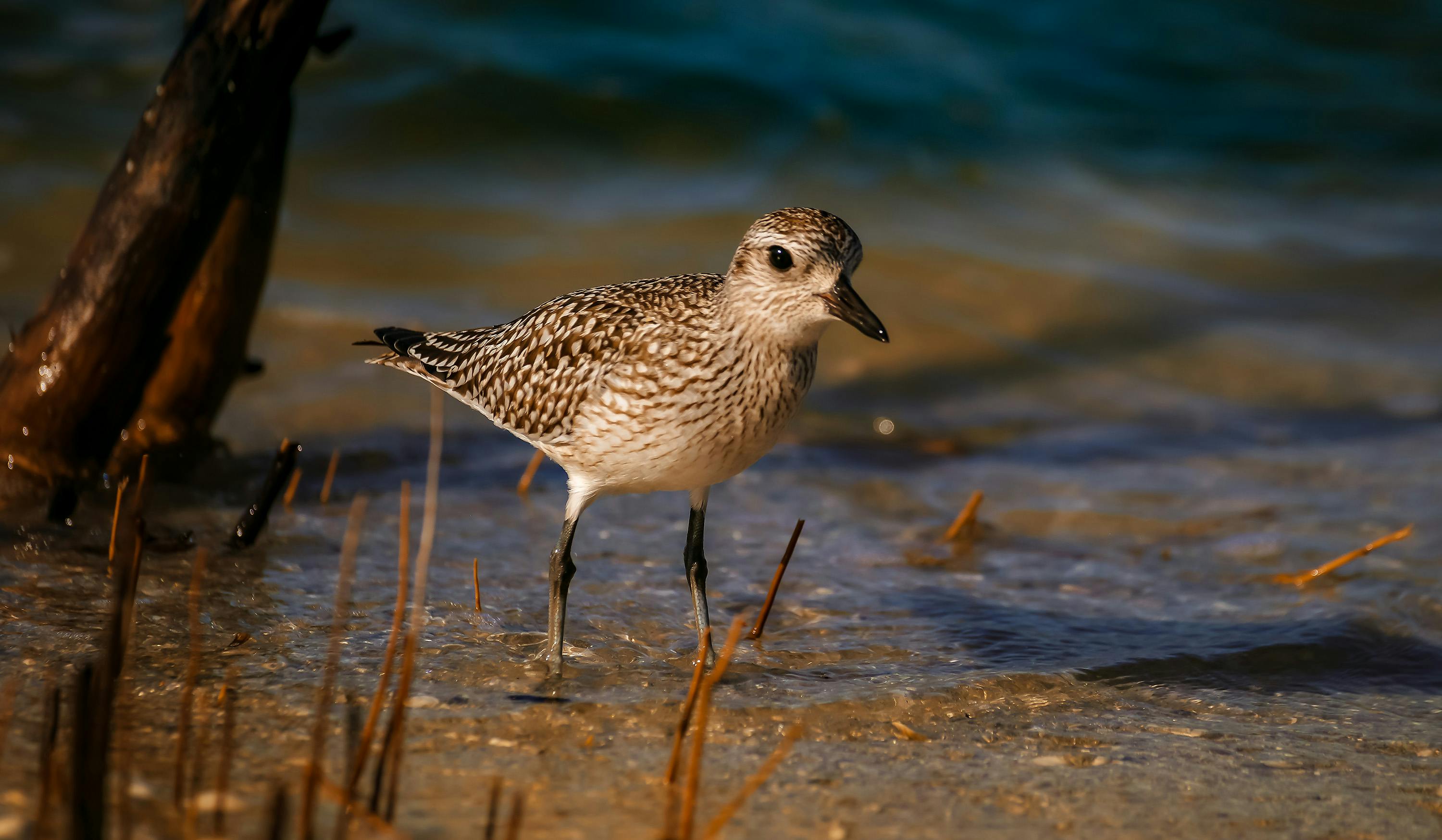 Plover Photos, Download The BEST Free Plover Stock Photos & HD Images