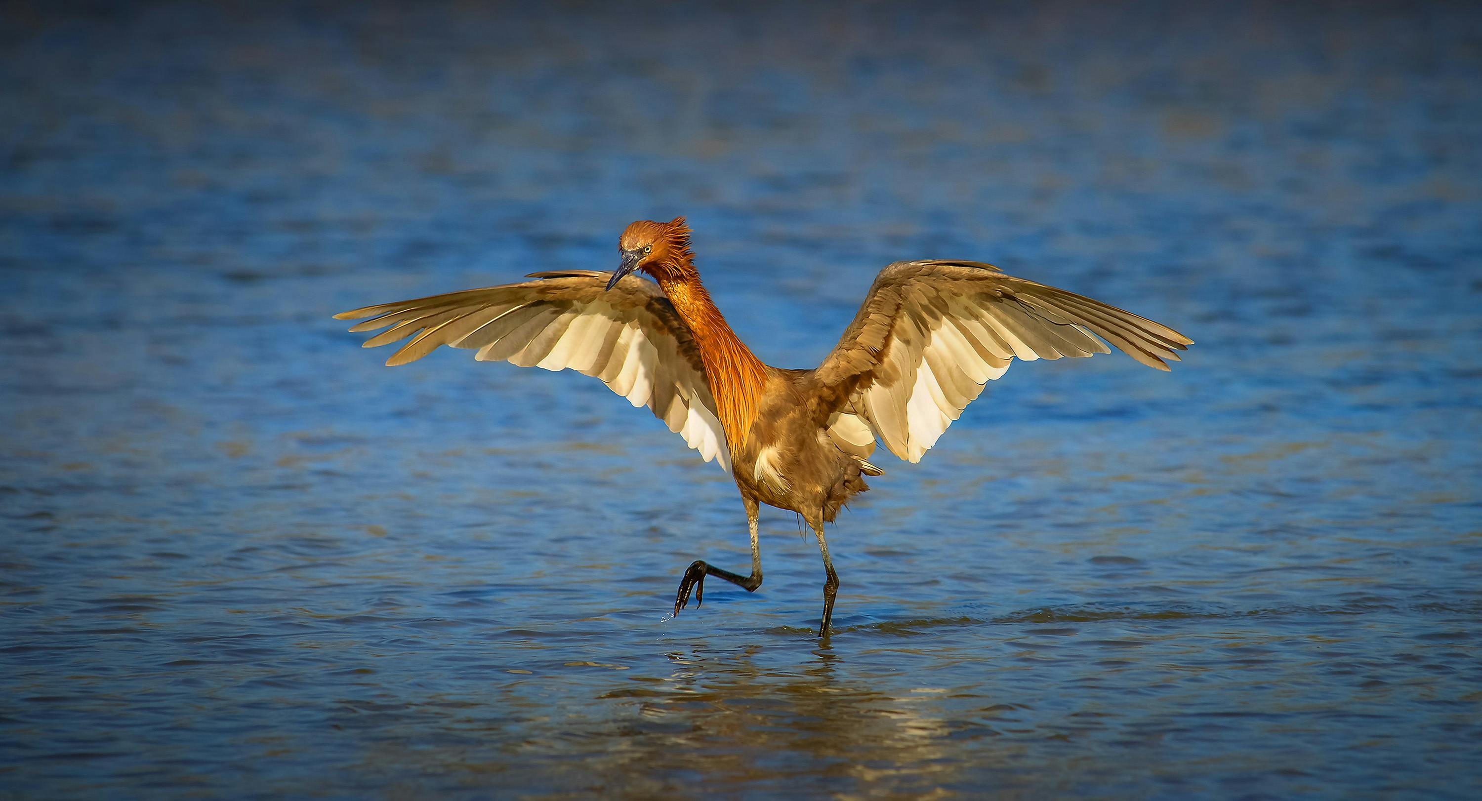 Bird Walking in Water · Free Stock Photo