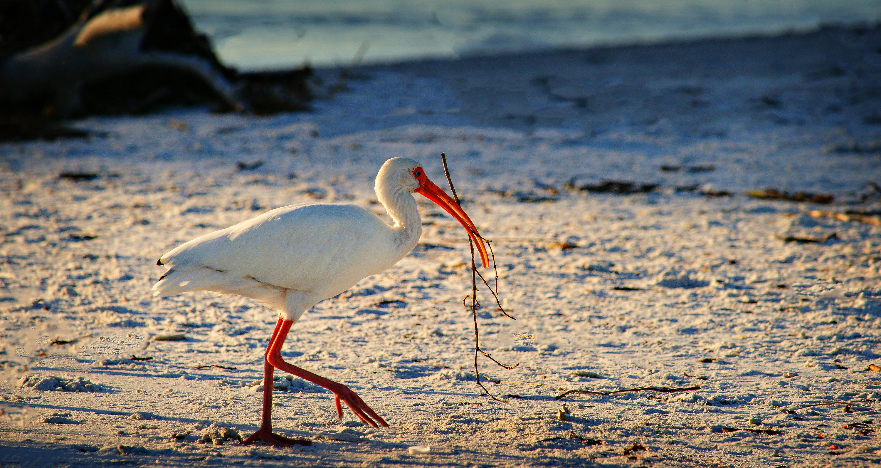 Close-up of an Ibis Bird Carrying a Stick in Its Beak · Free Stock Photo